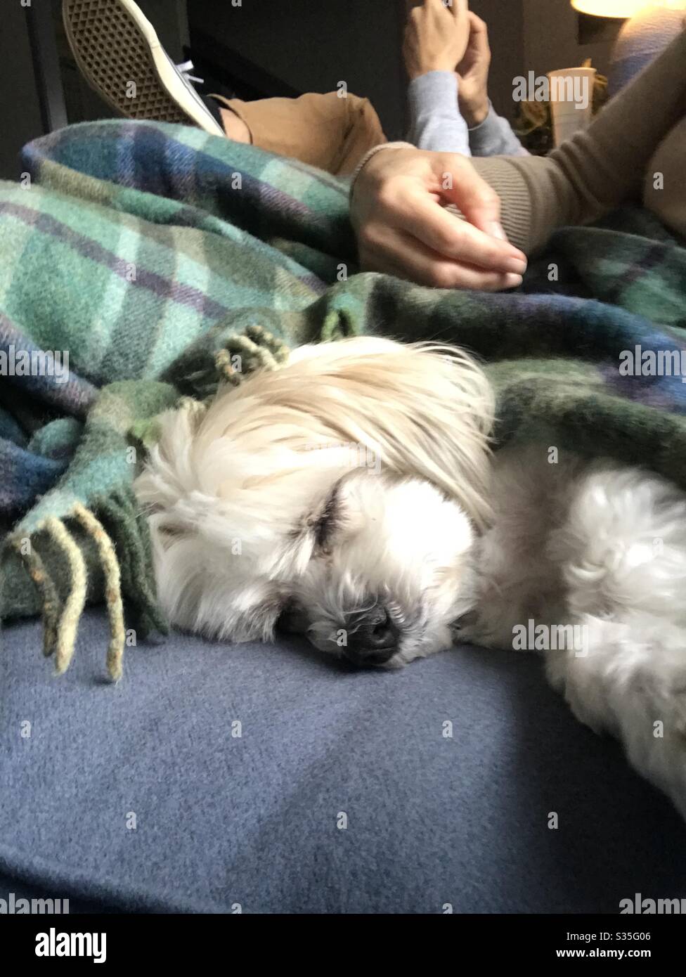 Dog napping with owners Stock Photo - Alamy