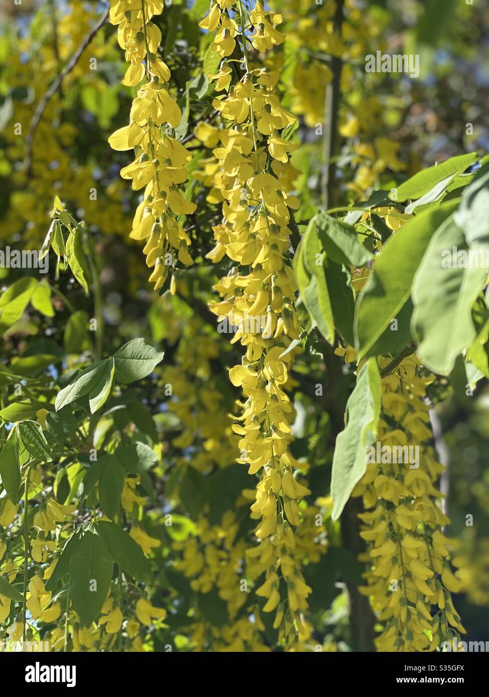 Floral and fauna hi-res stock photography and images - Alamy