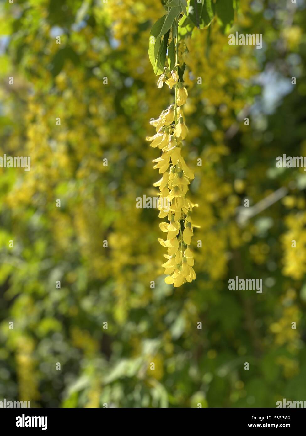 Laburnum Flower High Resolution Stock Photography and Images - Alamy