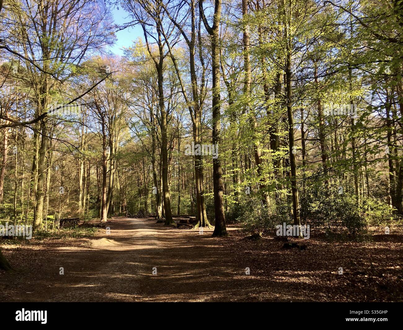 Chipperfield Woods, Chipperfield, Hertfordshire Stock Photo - Alamy