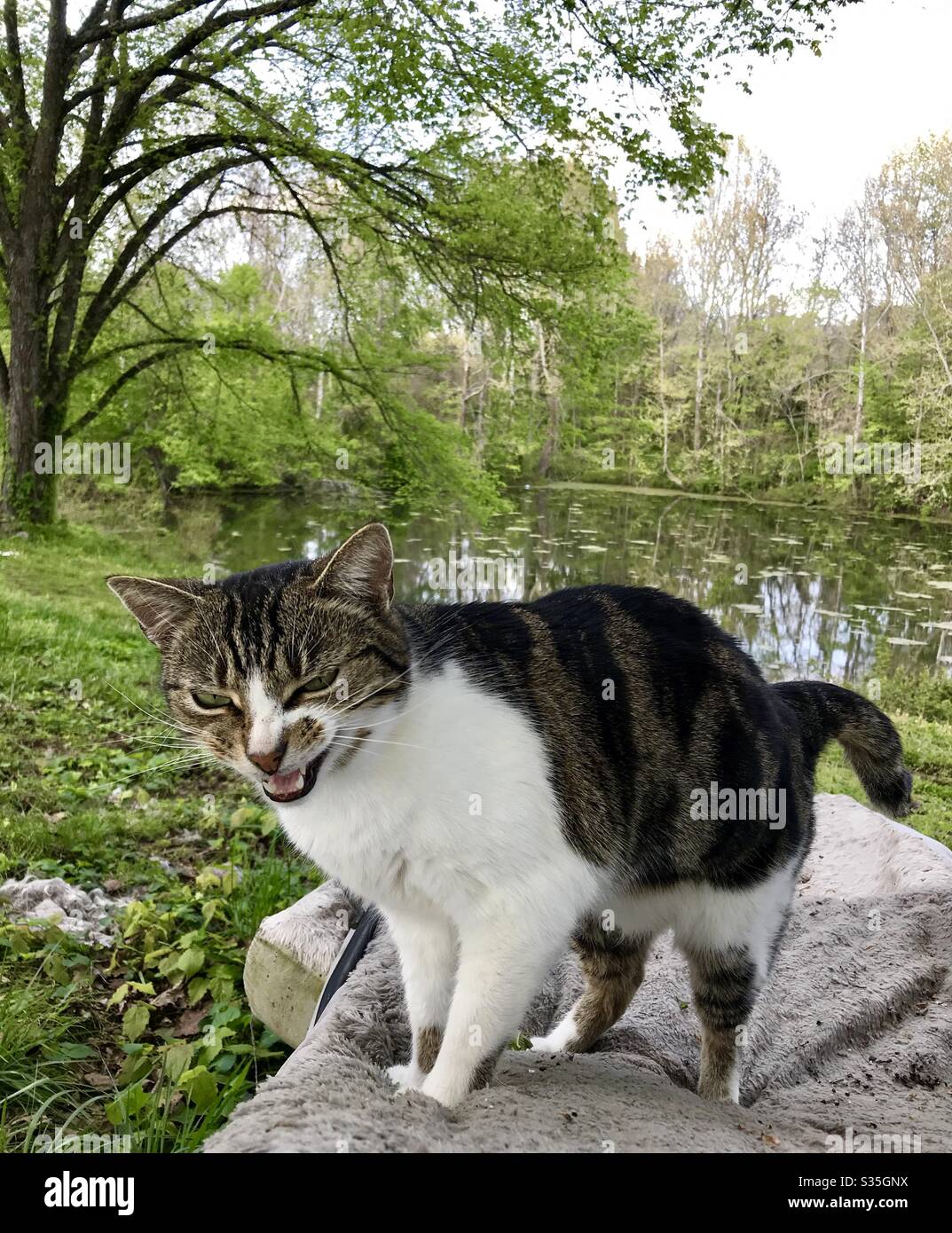 Country cat hi-res stock photography and images - Alamy