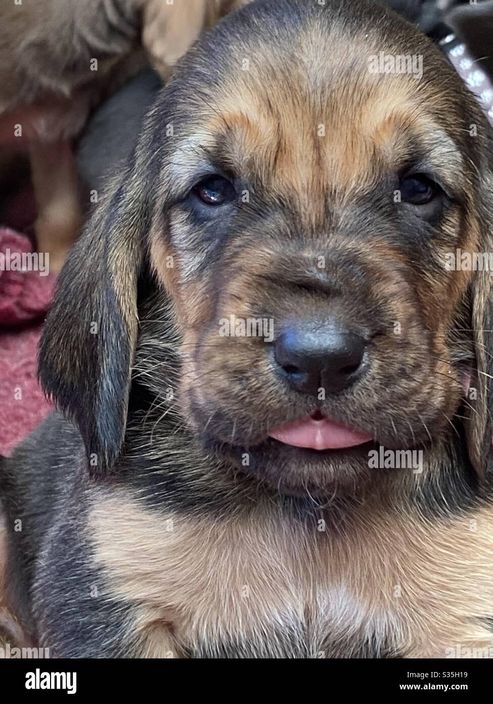Bloodhound Puppy High Resolution Stock Photography and Images - Alamy
