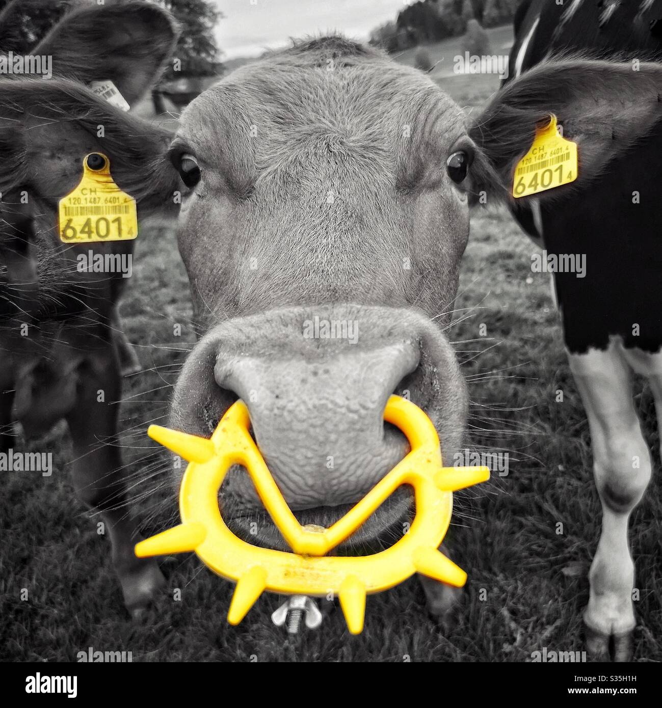 Cow punk hi-res stock photography and images - Alamy