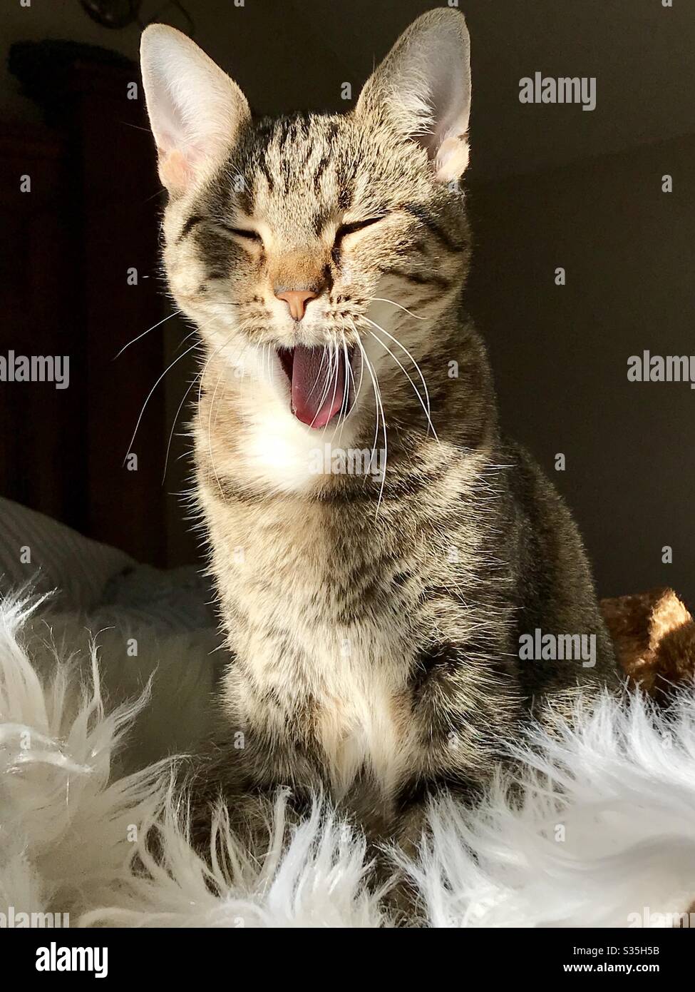 Yawning cat hi-res stock photography and images - Alamy