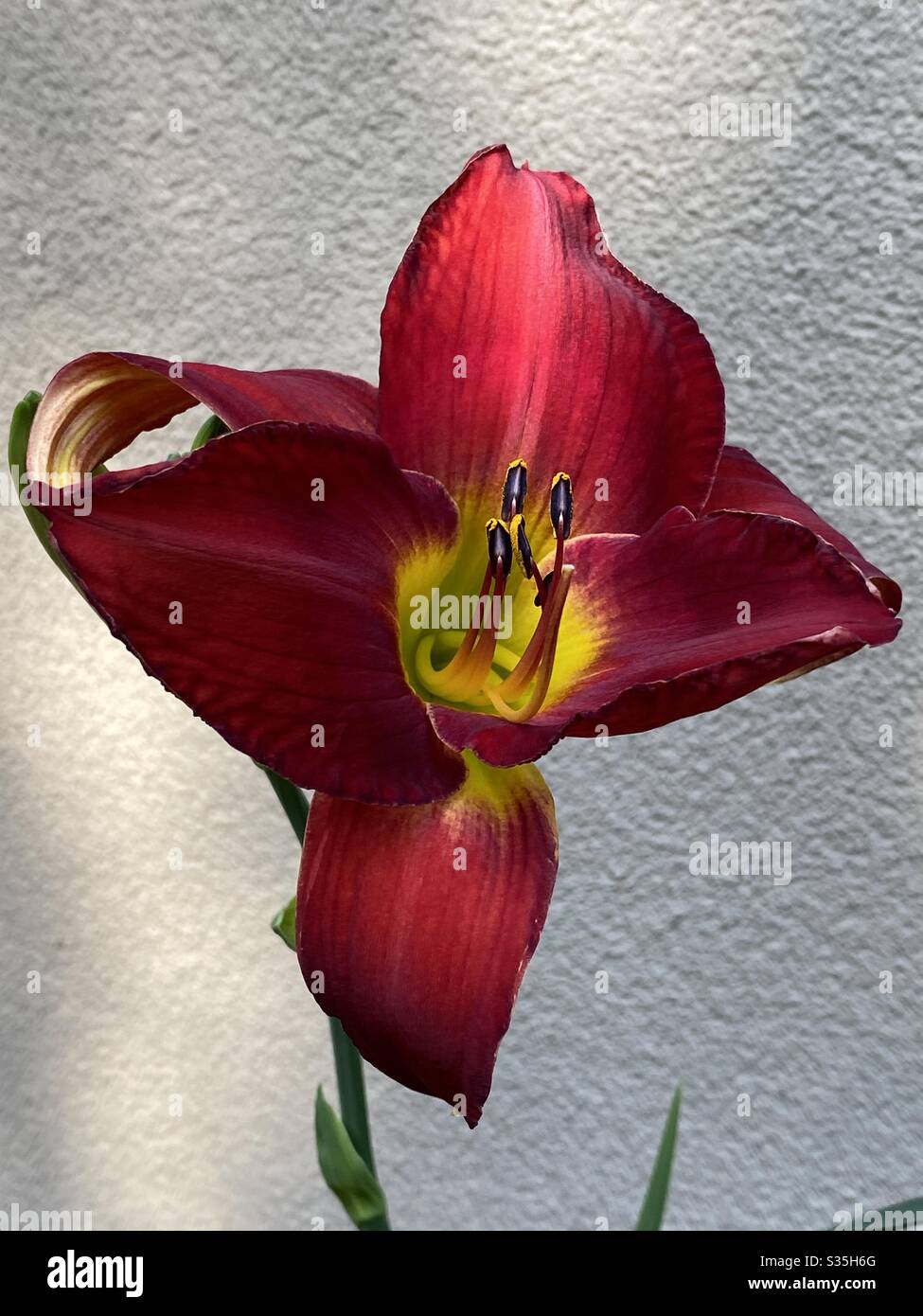 Deep red lily bloom with light and shadows Stock Photo - Alamy