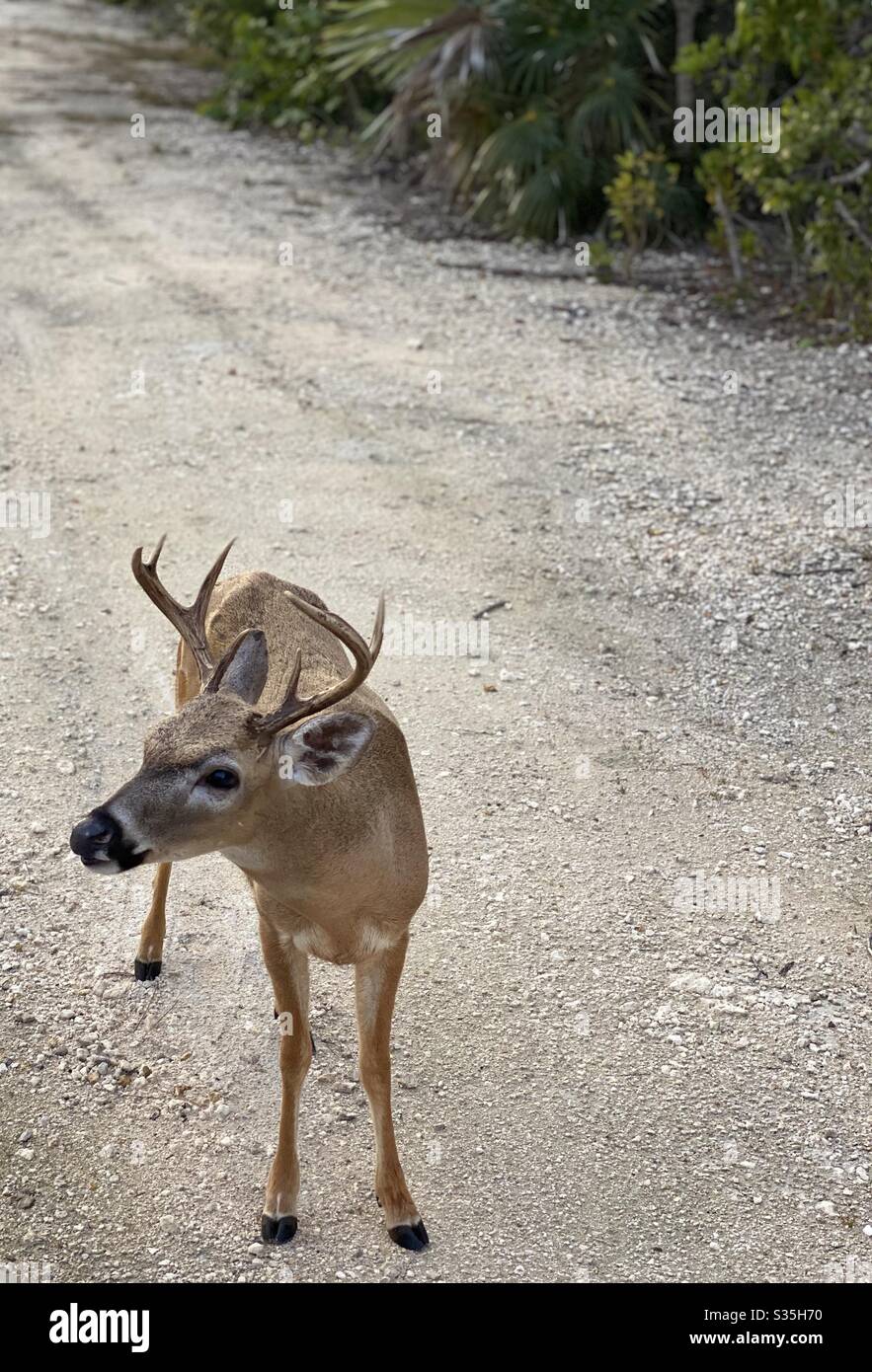 Big pine key deer hi-res stock photography and images - Alamy