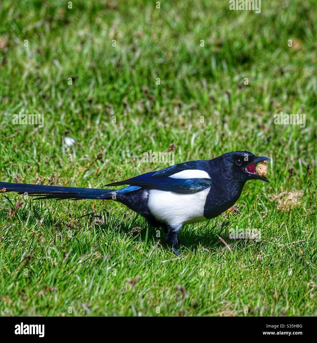 Magpie Eating Bread Stock Photo - Alamy