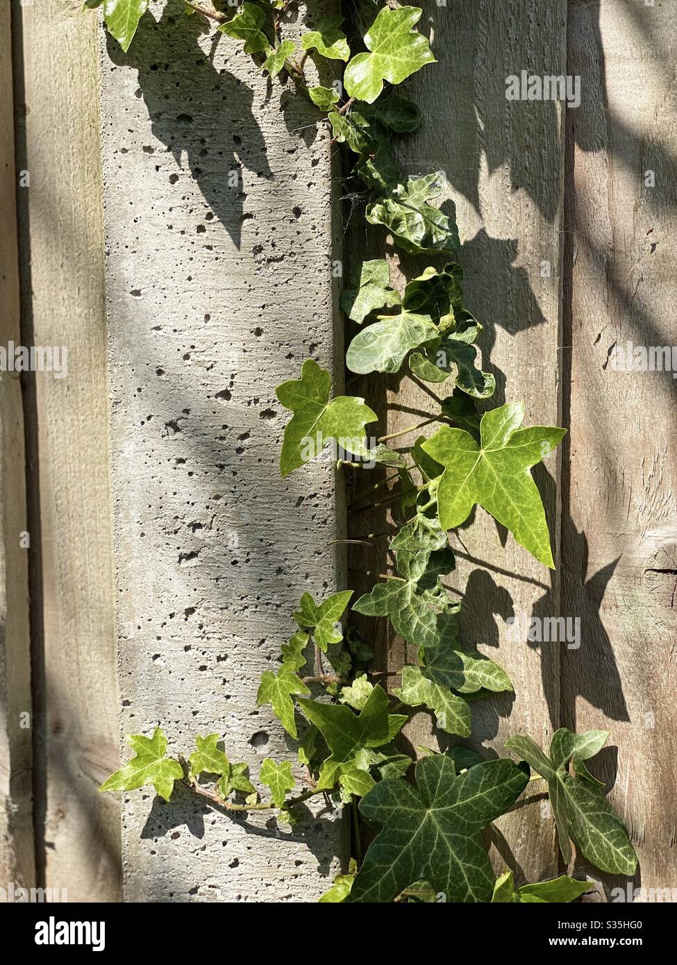 Vine growing on fence hi-res stock photography and images - Alamy