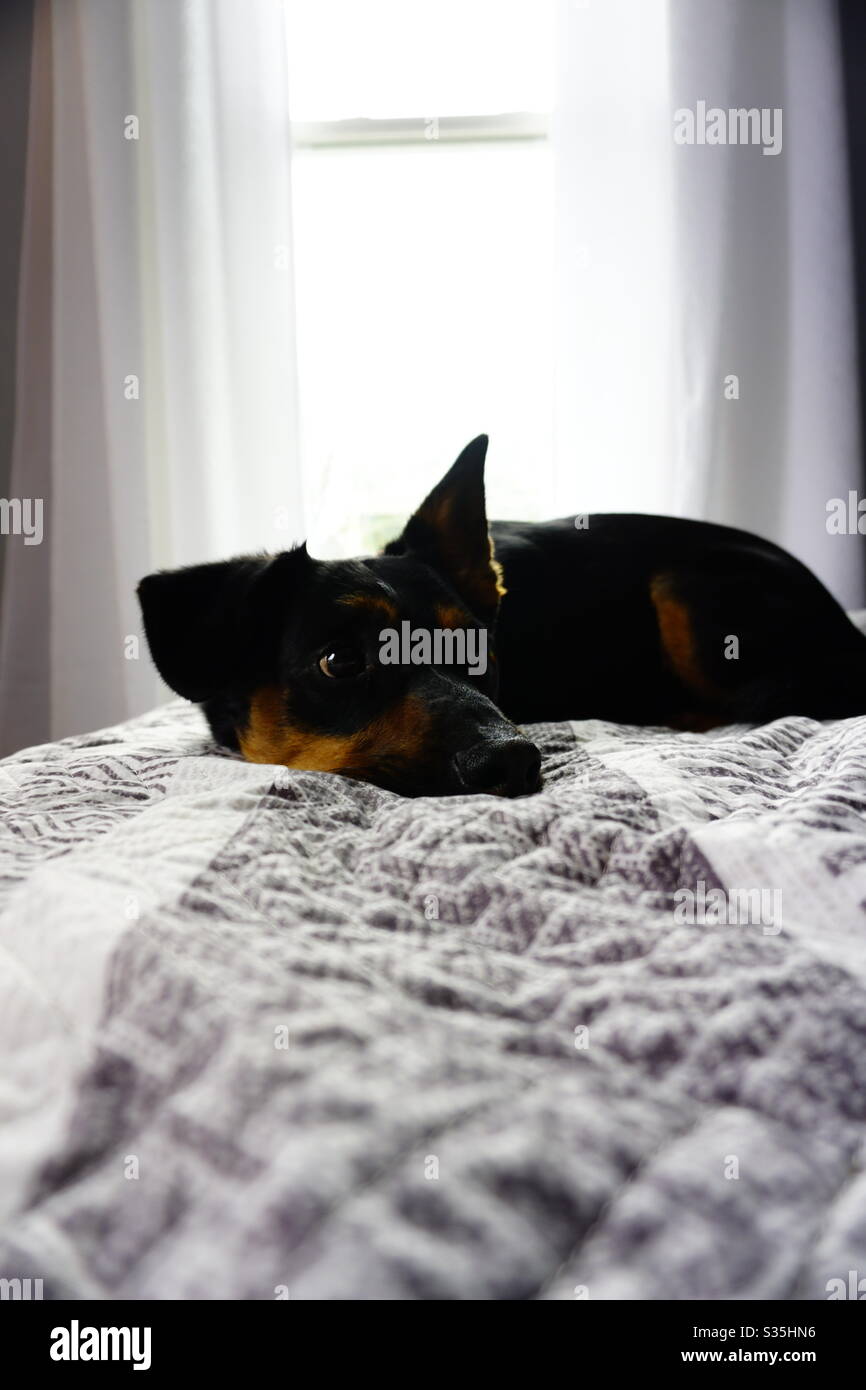 Tired doggo hi-res stock photography and images - Alamy Tired doggo hi-res stock photography and images - Alamy