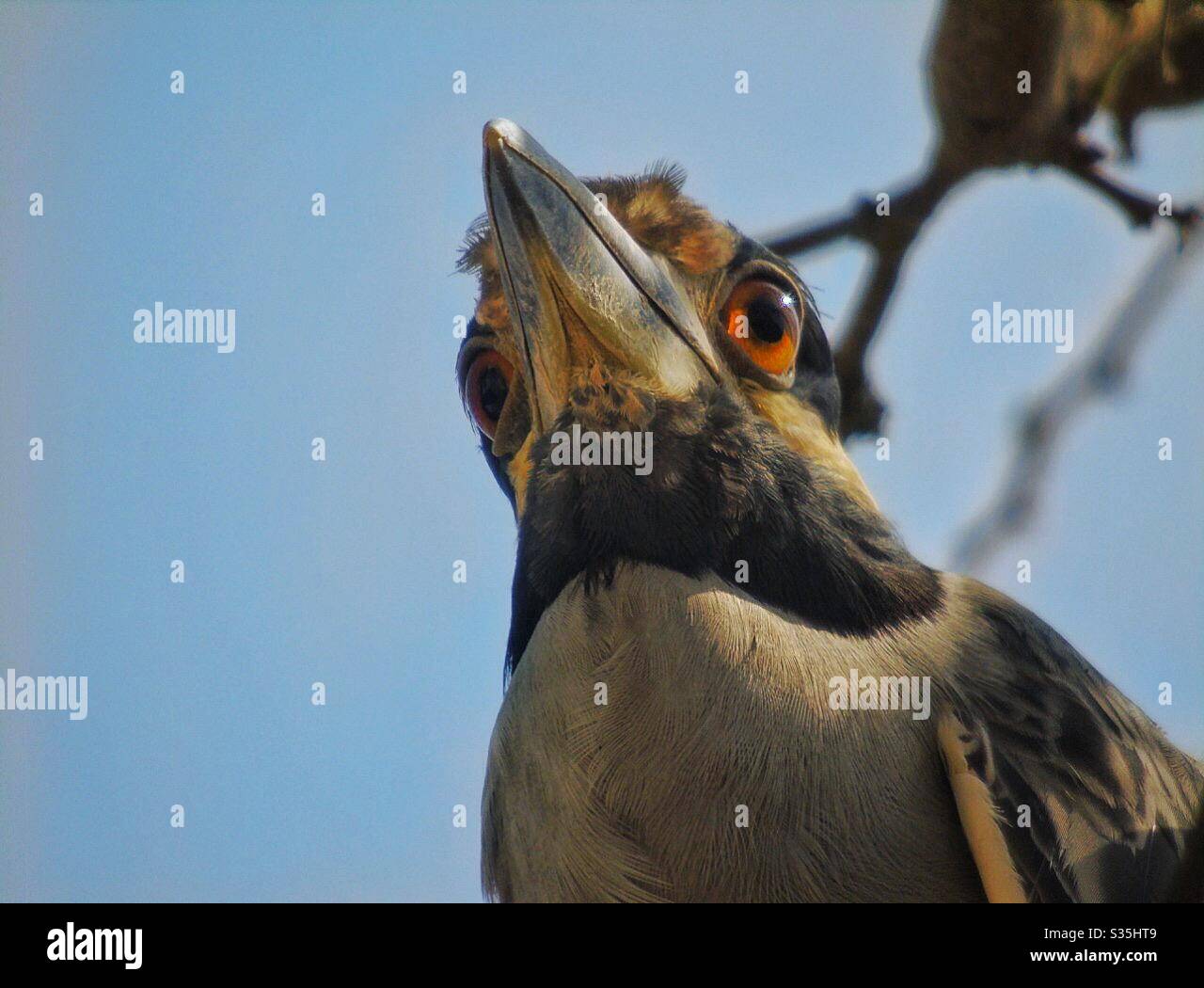 Bird looking up Stock Photo - Alamy