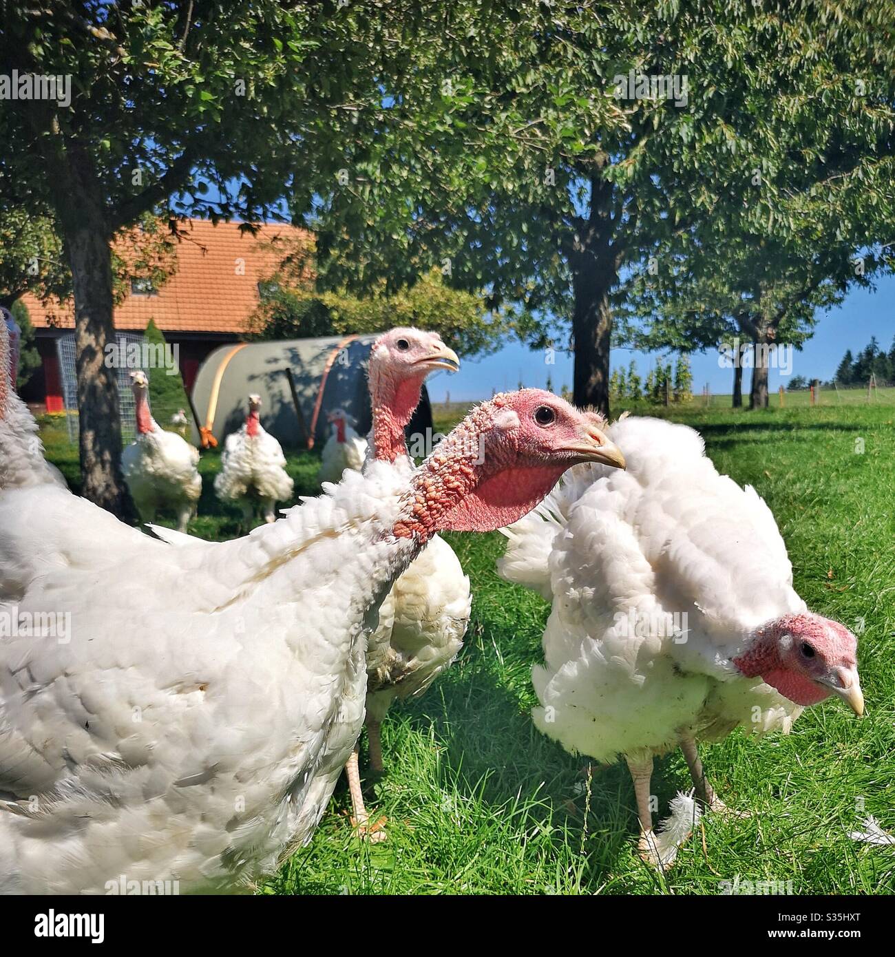 Free range turkeys on a farm in Switzerland Stock Photo - Alamy