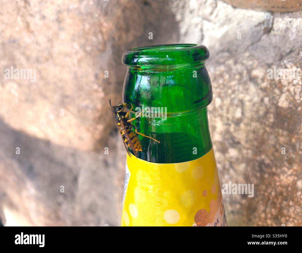 Green wasp hi-res stock photography and images - Alamy