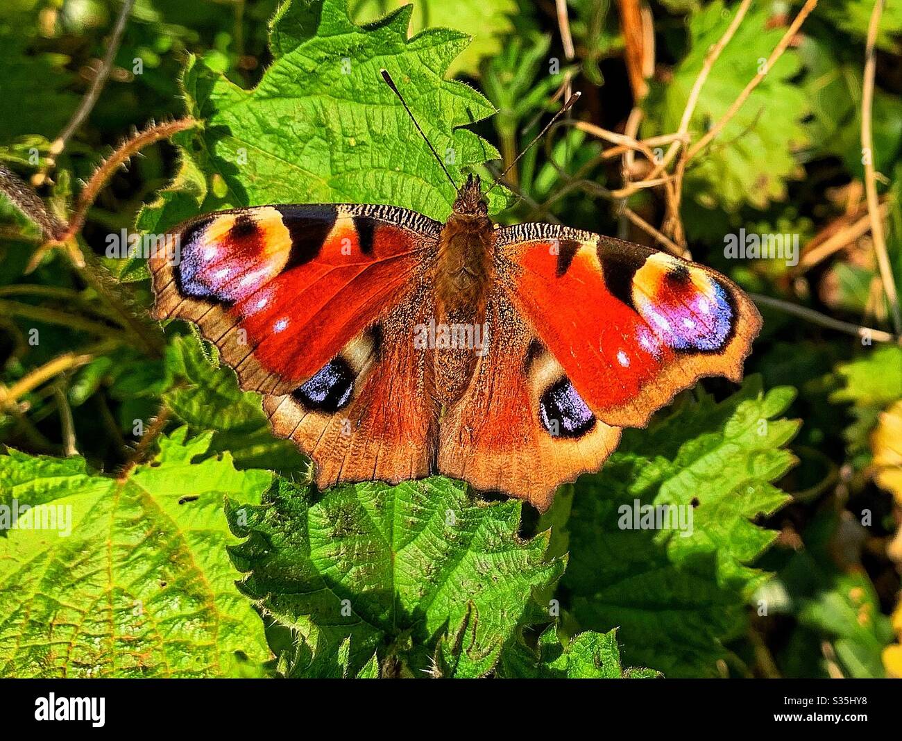 A vibrant Peacock Butterfly nestled amongst green leaves. British ...