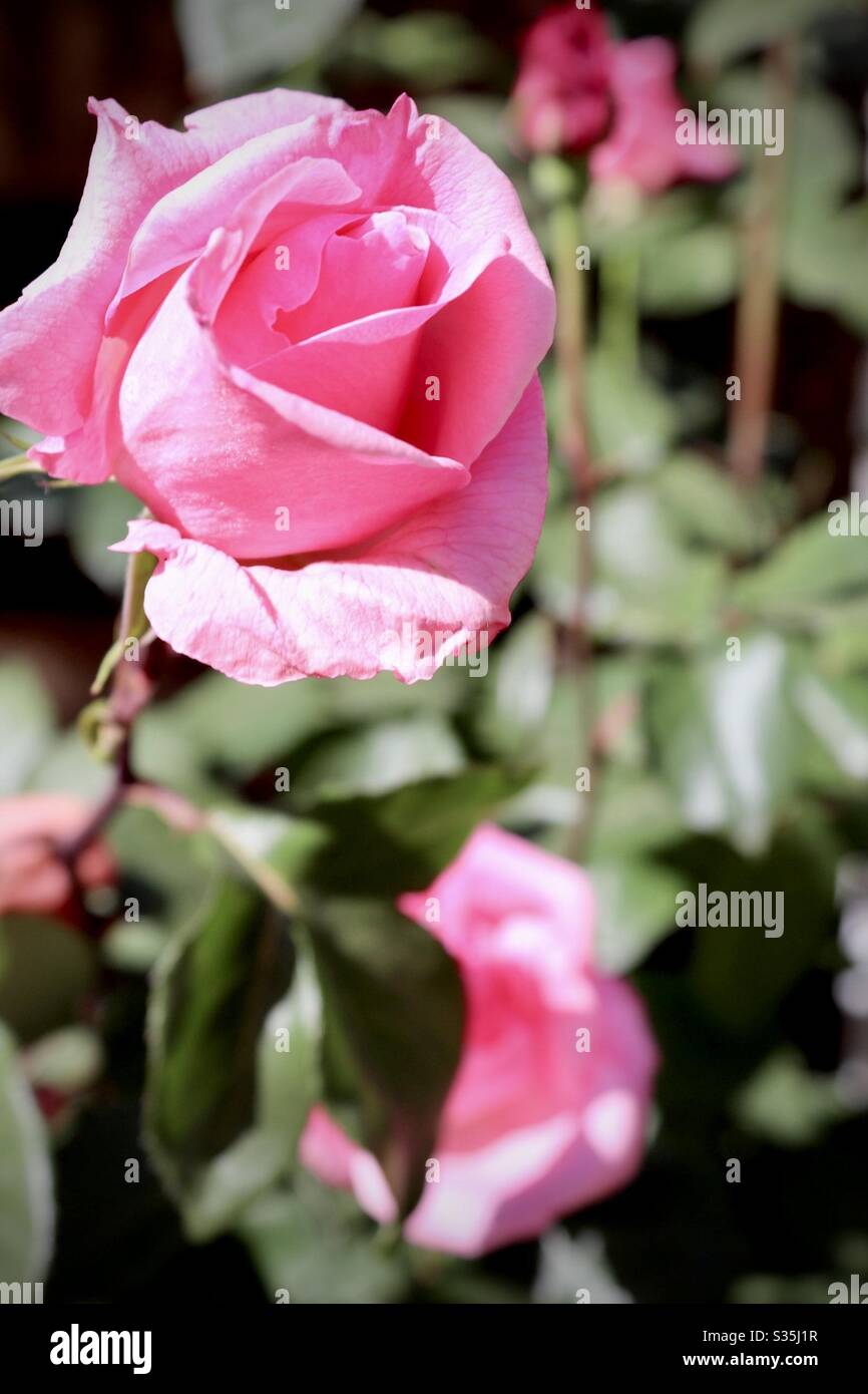 Rose colour hi-res stock photography and images - Alamy