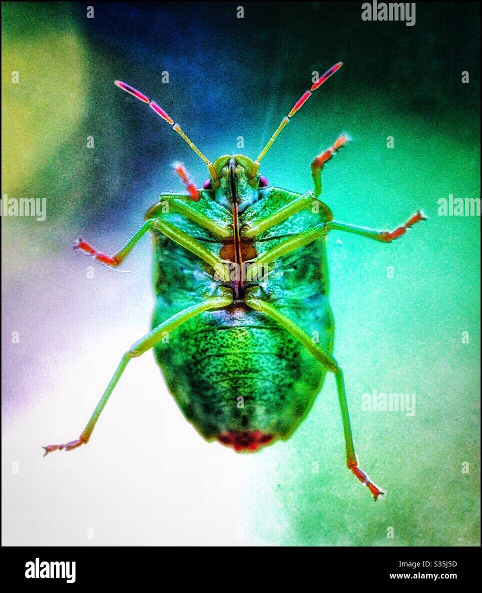 Green shield bug Stock Photo - Alamy