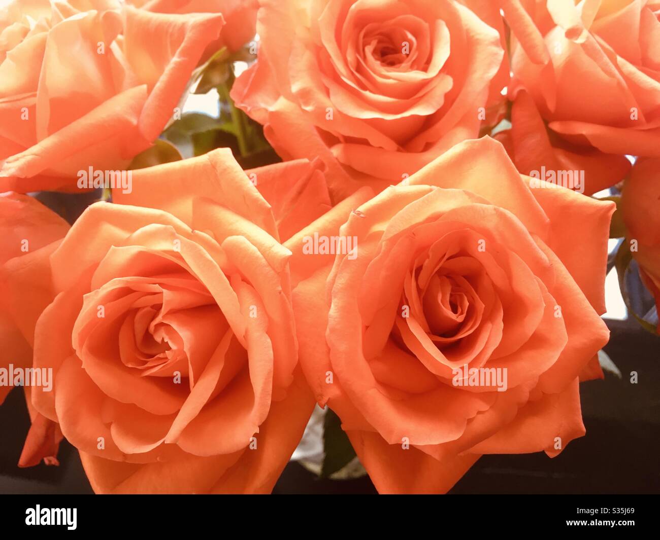 English garden roses hi-res stock photography and images - Alamy