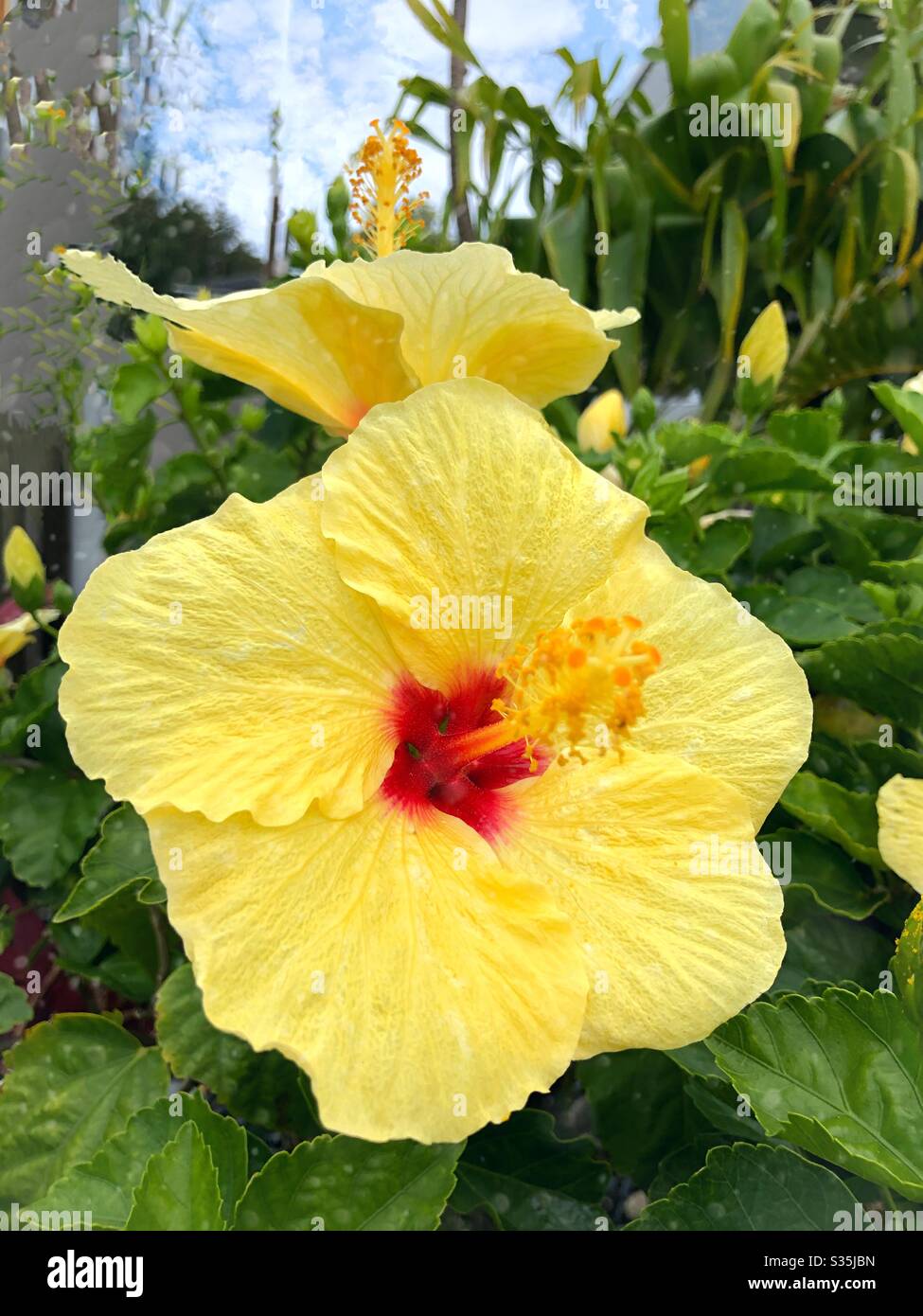 Yellow hawaiian hibiscus hi-res stock photography and images - Alamy