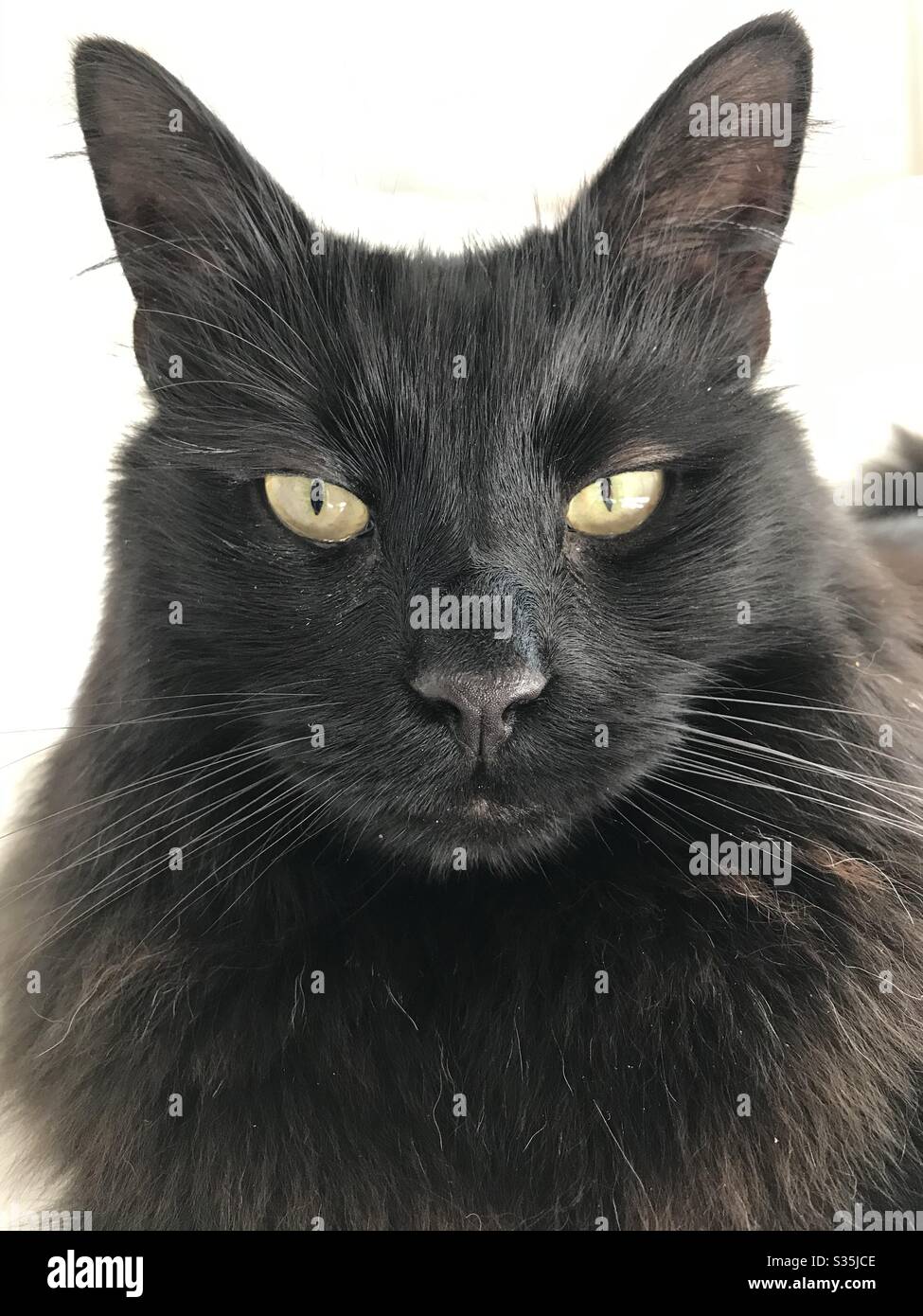 Black cat face Stock Photo - Alamy