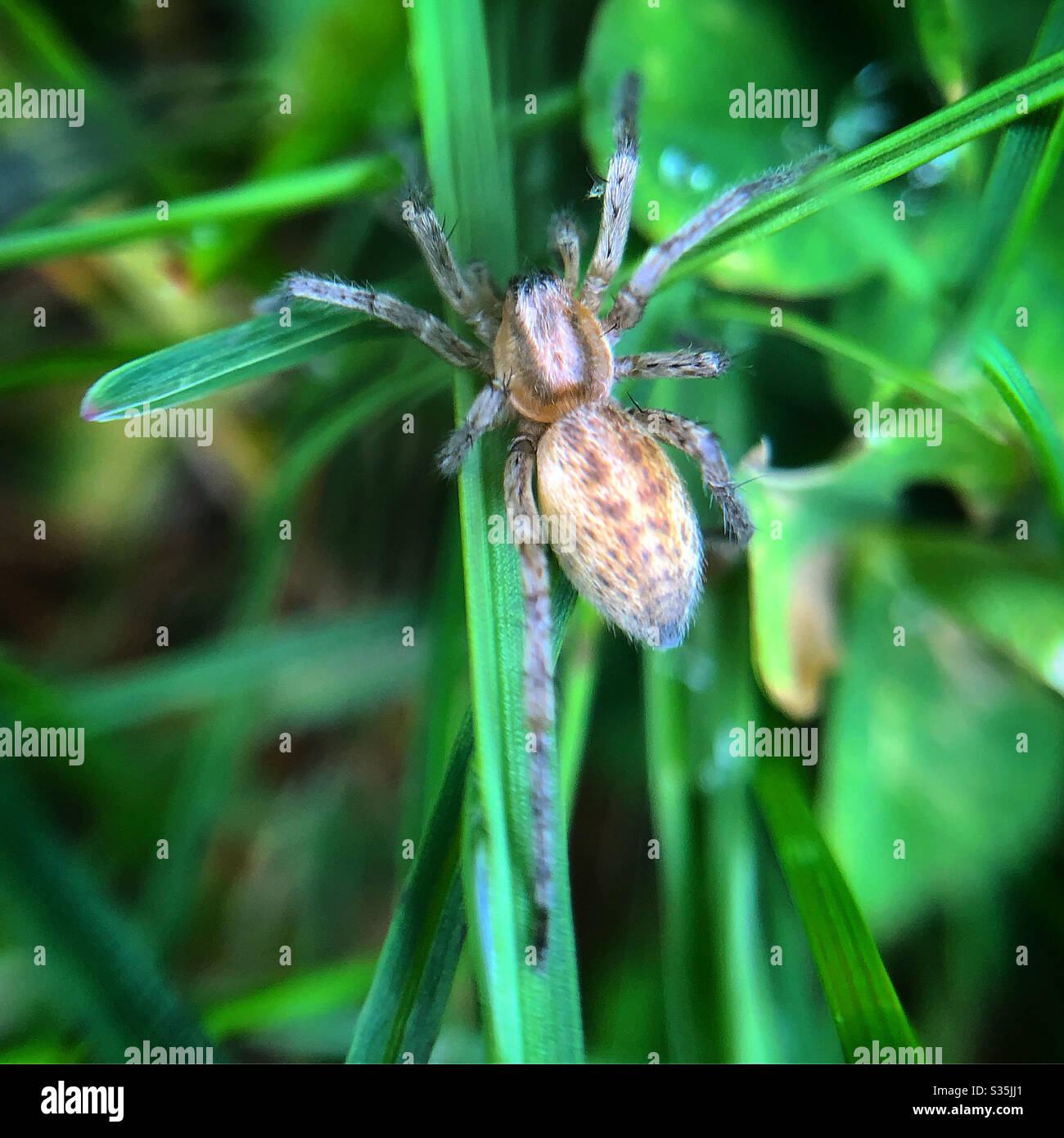 Ghost spider hi-res stock photography and images - Alamy