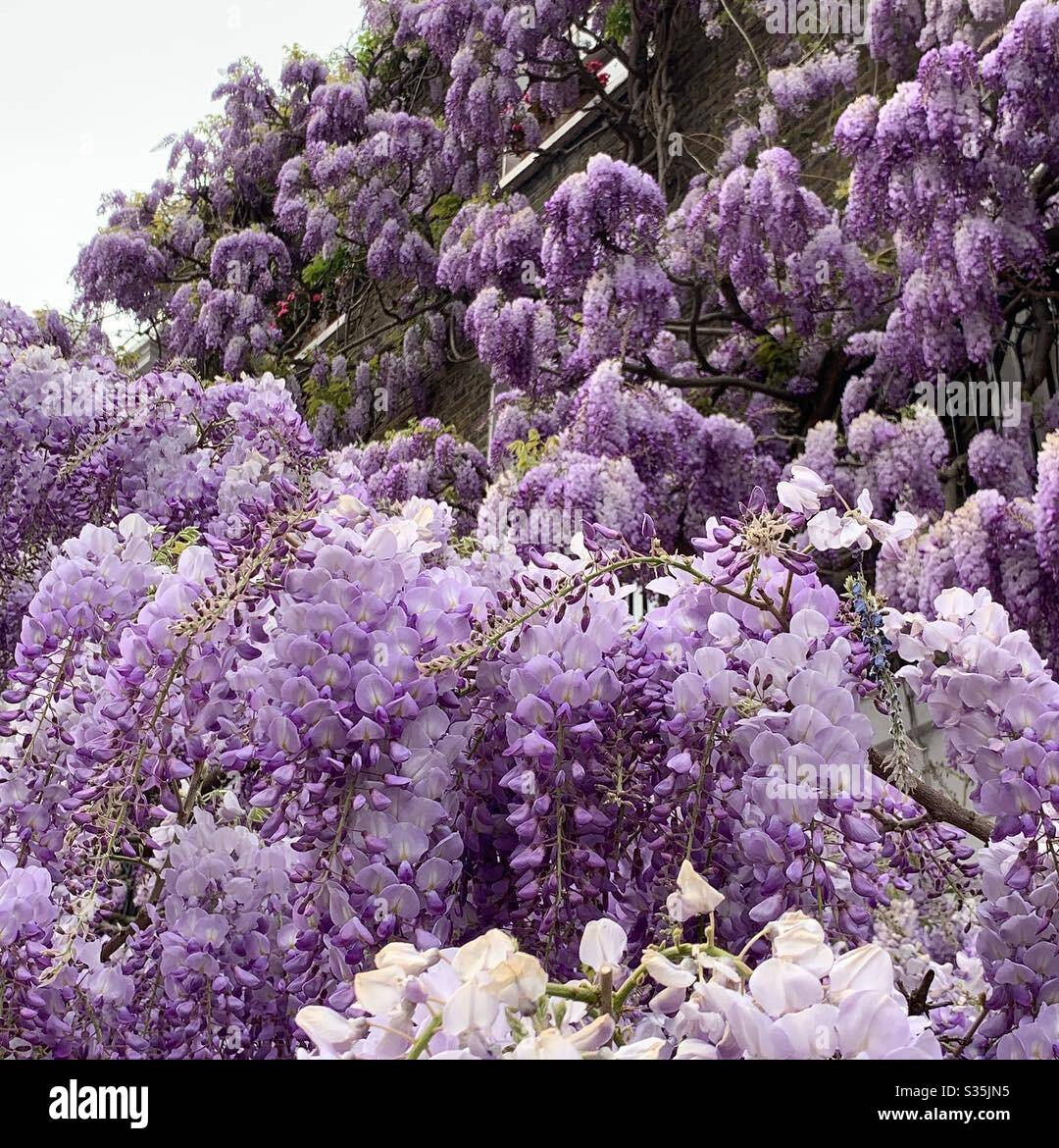 Purple hysteria hi-res stock photography and images - Alamy