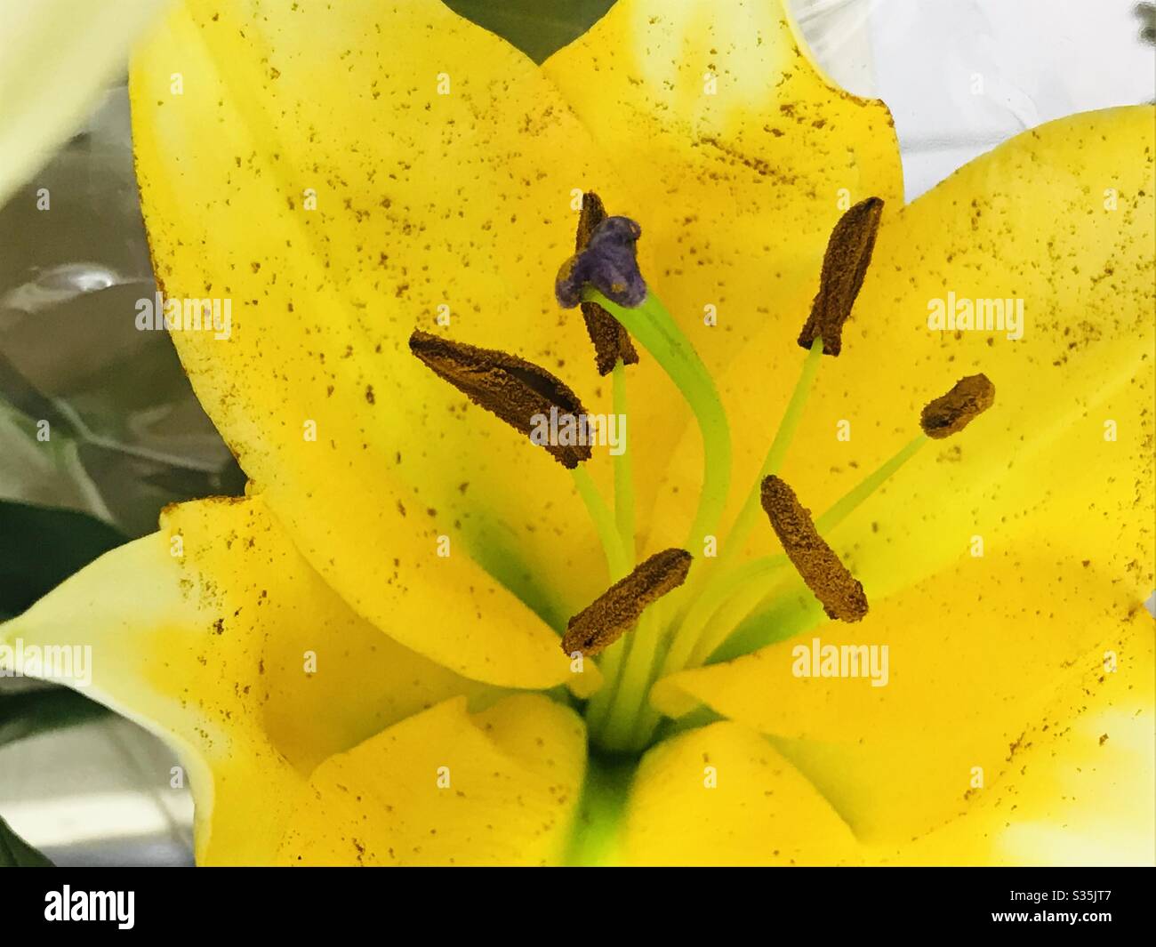 Stigma and style and ovary hi-res stock photography and images - Alamy