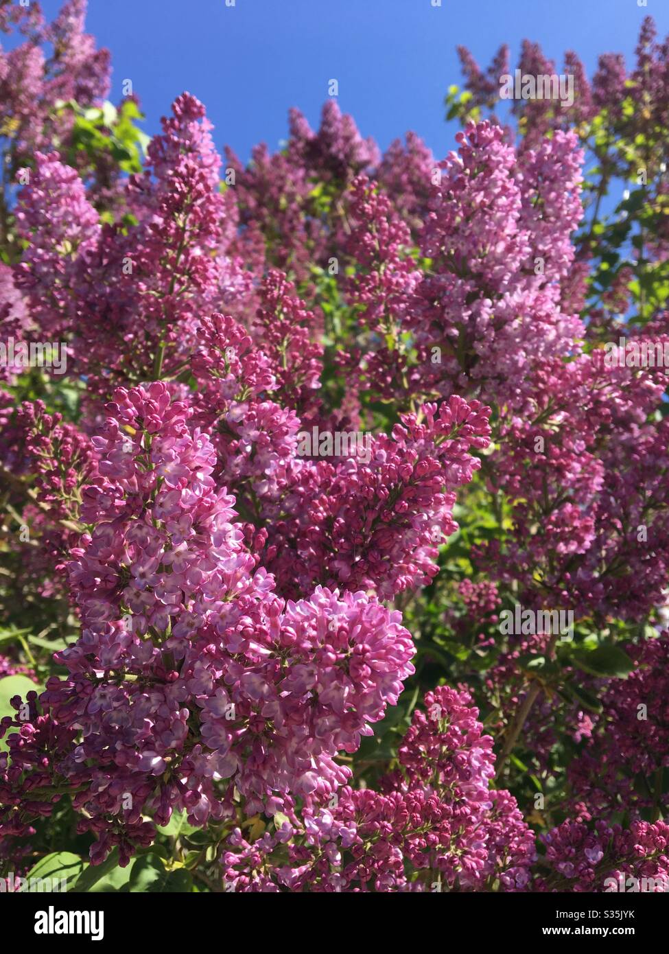 Purple lilac tree hi-res stock photography and images - Alamy