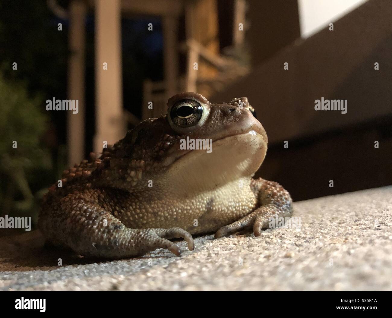 Toad texture hi-res stock photography and images - Alamy