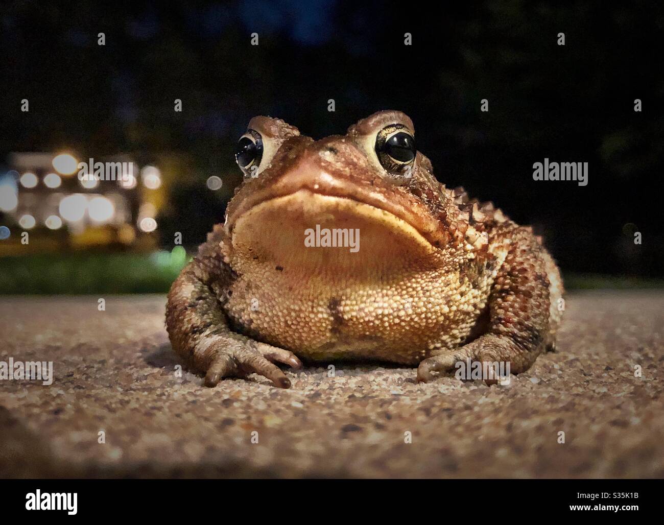 Toad texture hi-res stock photography and images - Alamy