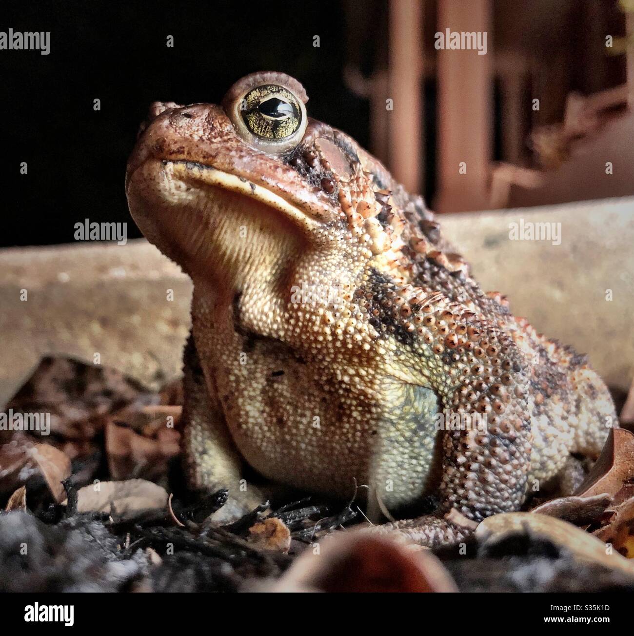 Eastern toad standing tall Stock Photo - Alamy