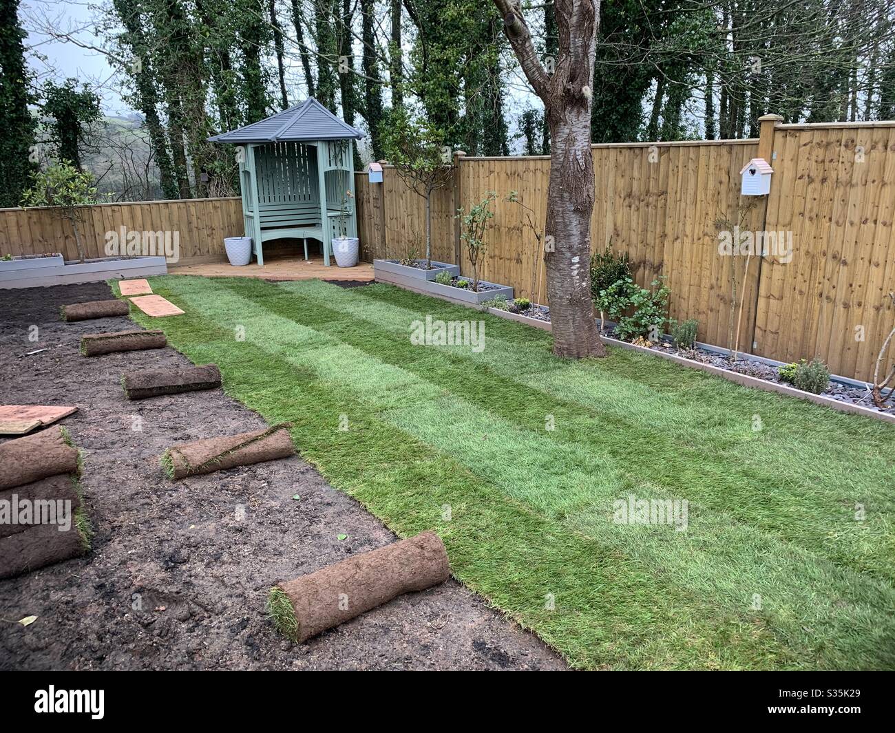 Laying turf in the garden. Instant lawn Stock Photo - Alamy