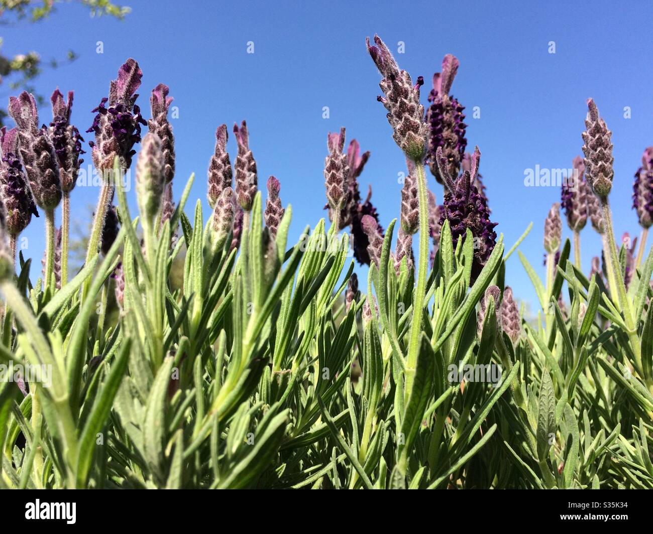 Lavender in the spring sunshine Stock Photo - Alamy