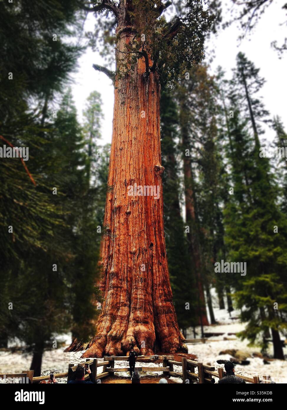 General sherman tree hi-res stock photography and images - Alamy