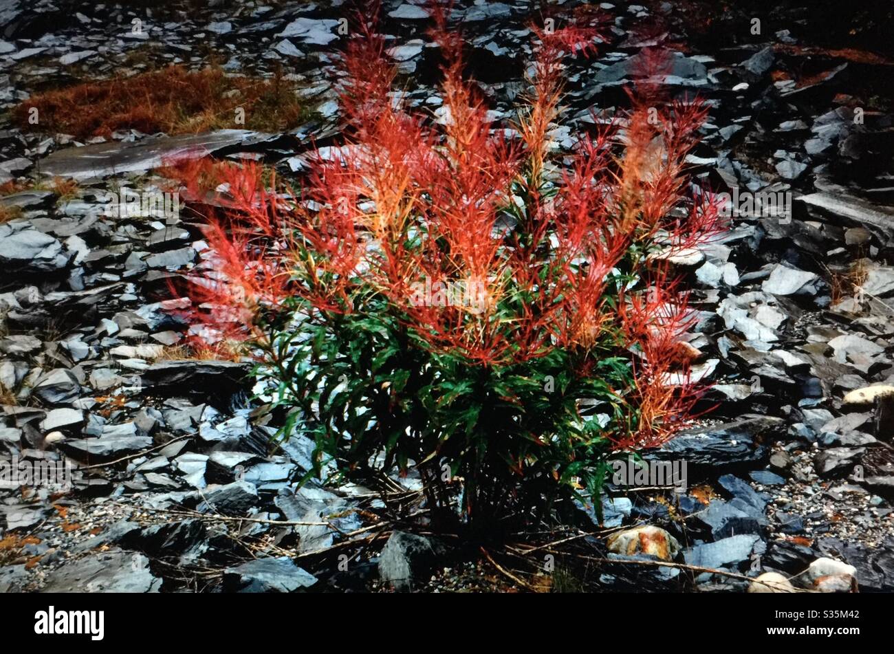 Autumn,Kananaskis country, Alberta, Canada, fireweed Stock Photo - Alamy