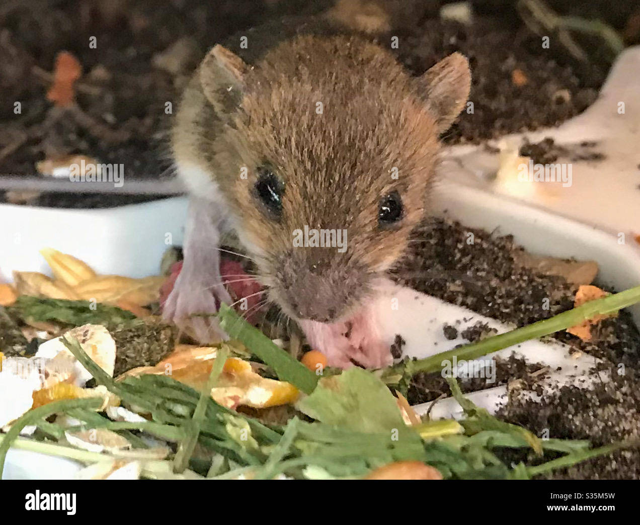 Young mice hi-res stock photography and images - Alamy