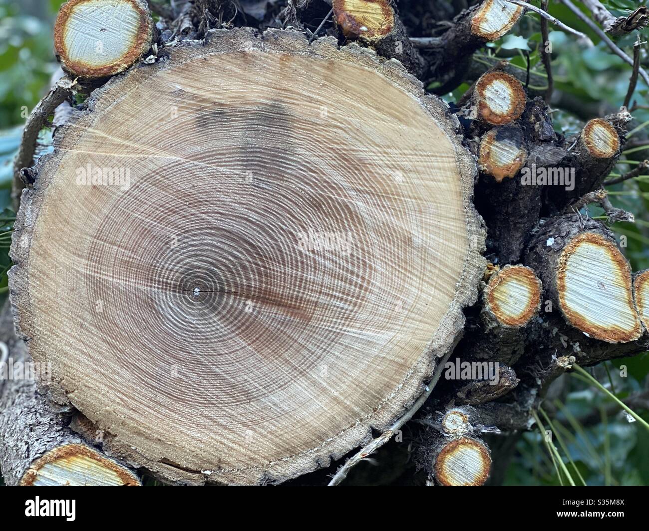 Tree rings cut tree hi-res stock photography and images - Alamy