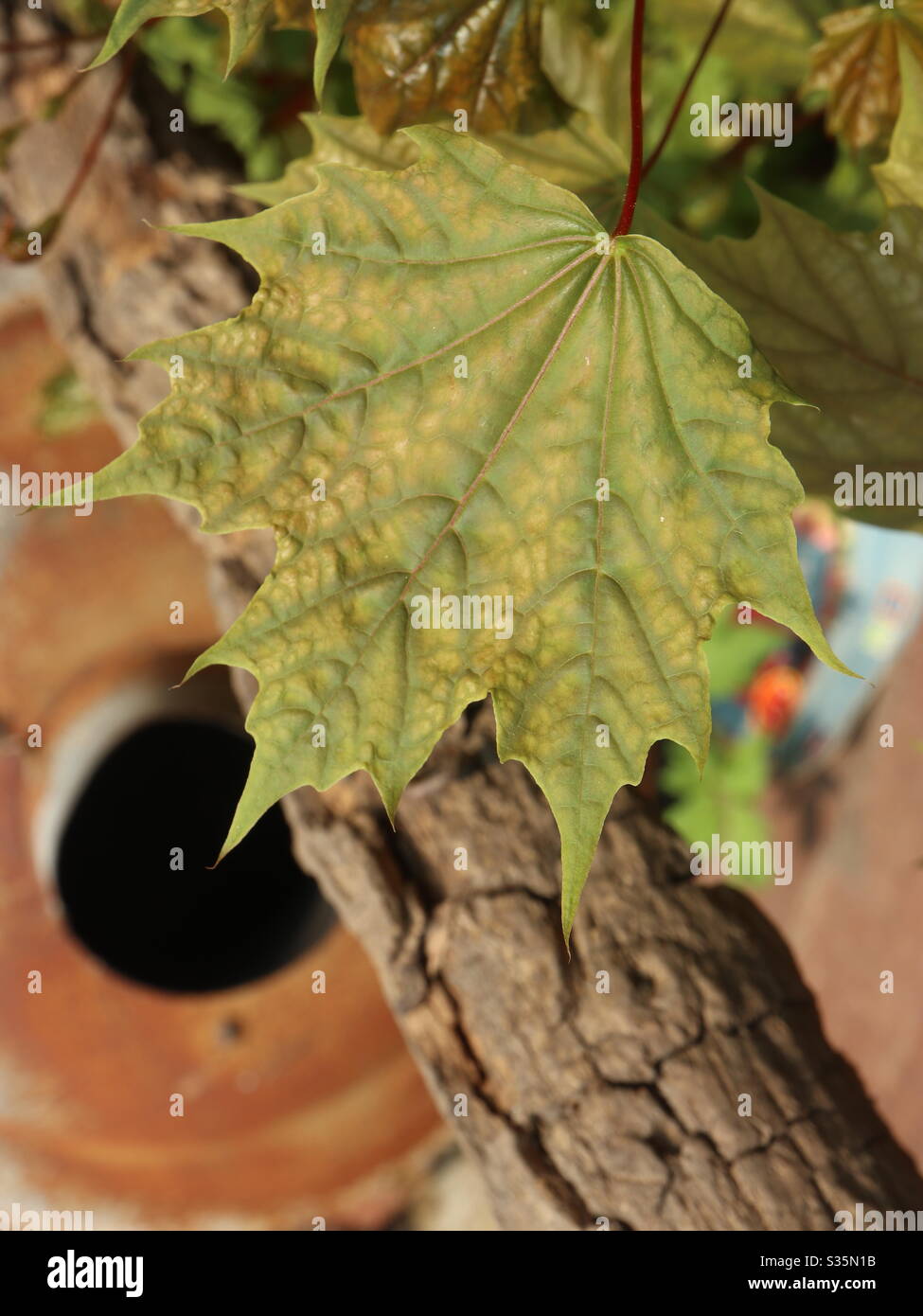 Rotten leaf hi-res stock photography and images - Alamy