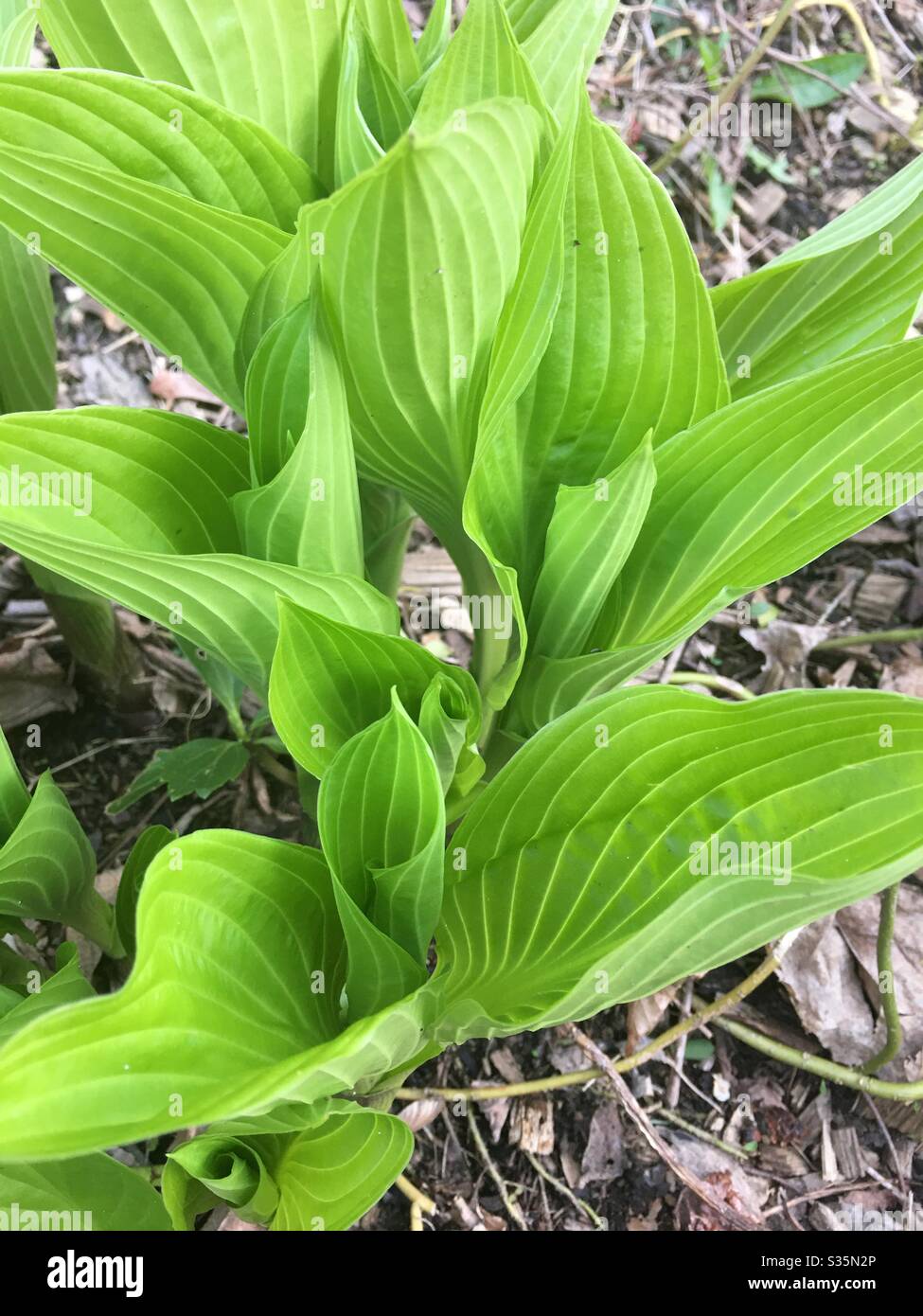 Bright green hosta emerging in spring Stock Photo - Alamy