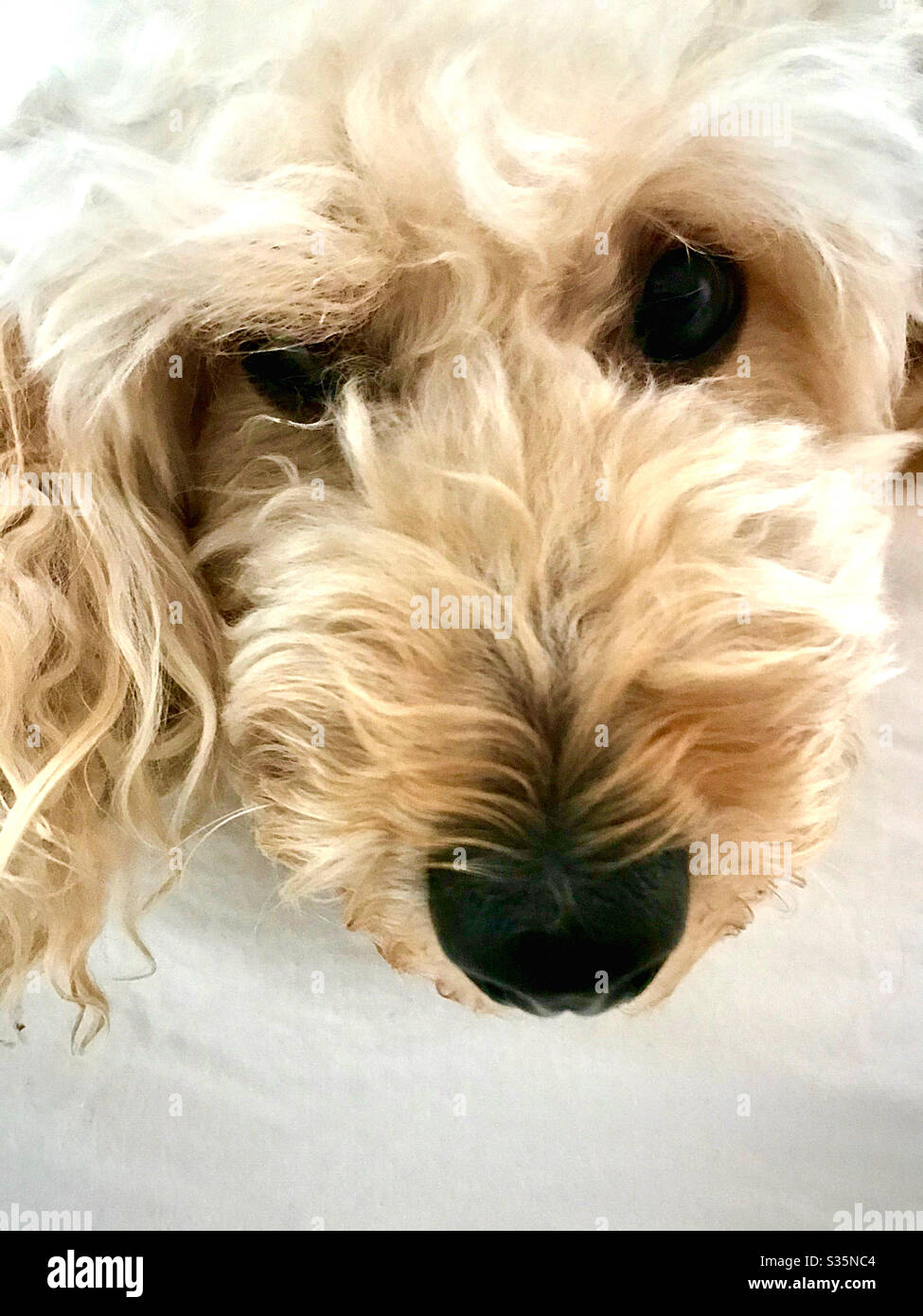 Portrait of a poodle with sad eyes Stock Photo - Alamy
