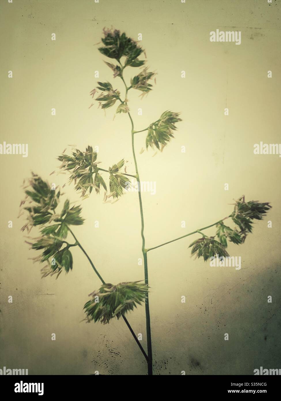 Grass vintage hi-res stock photography and images - Alamy