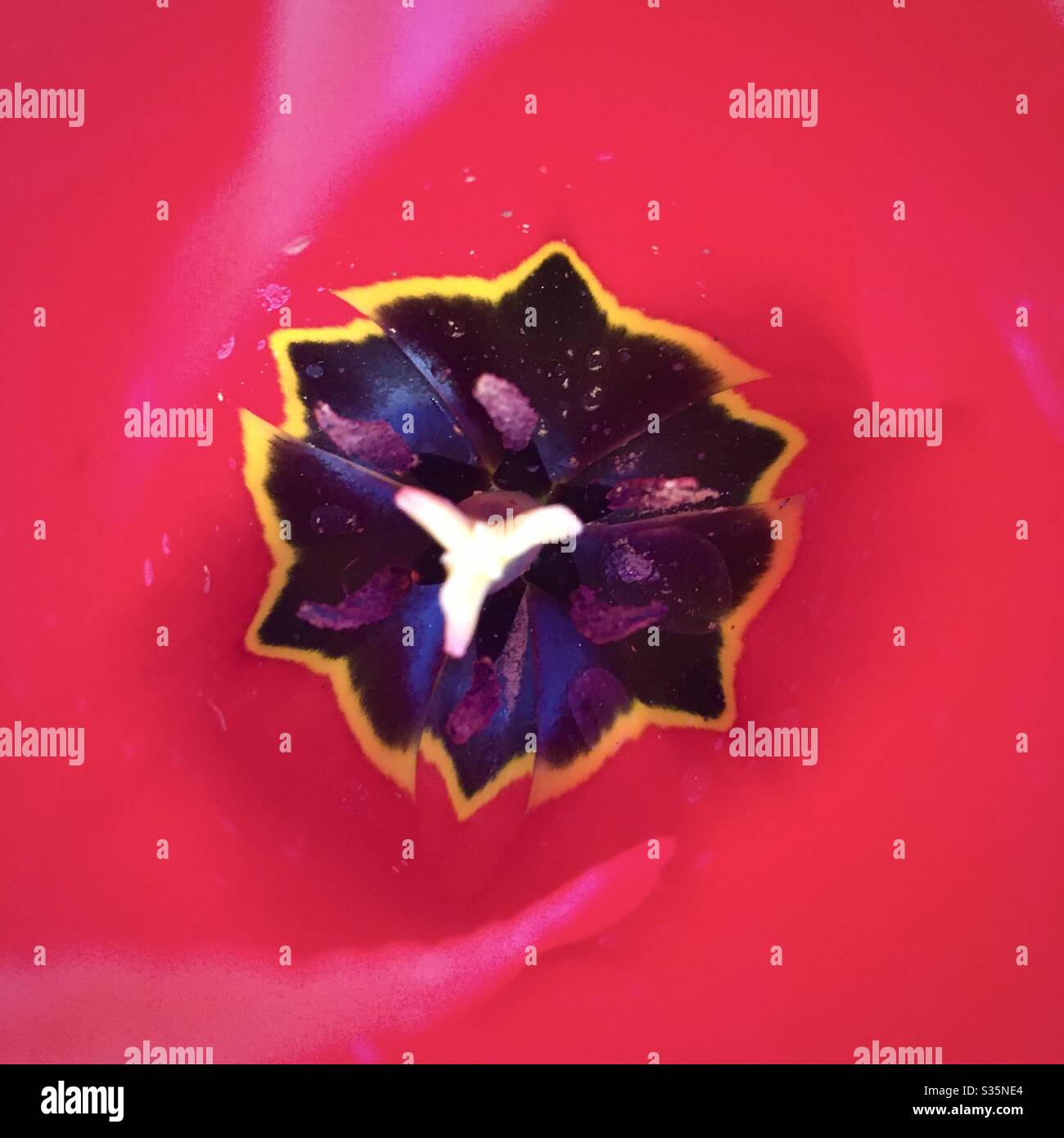 Inside of a tulip hi-res stock photography and images - Alamy
