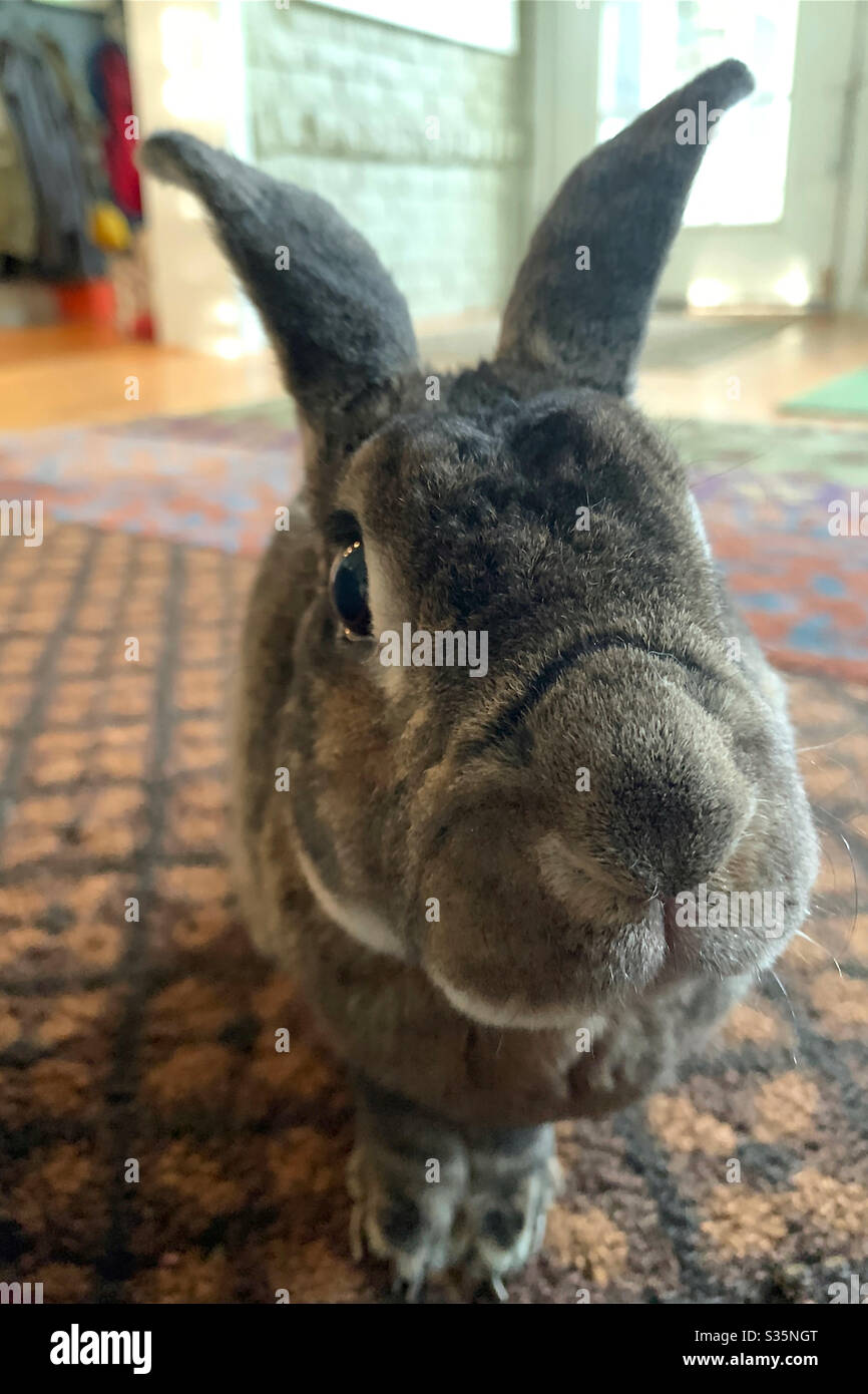 Bunny close hi-res stock photography and images - Alamy