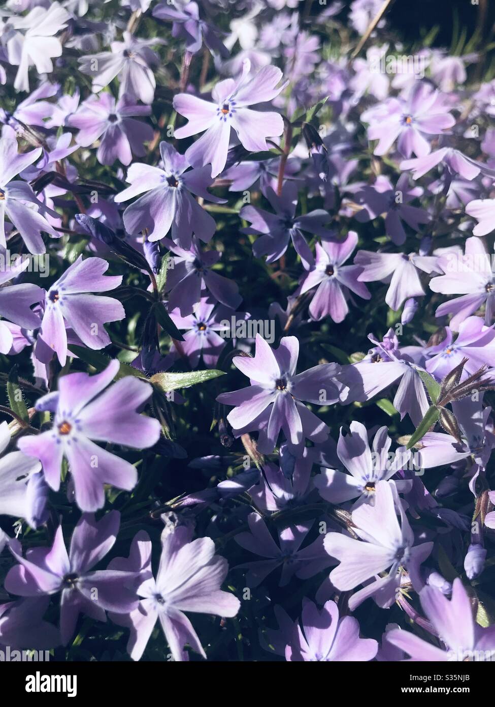 Cool Purple Flower Pictures