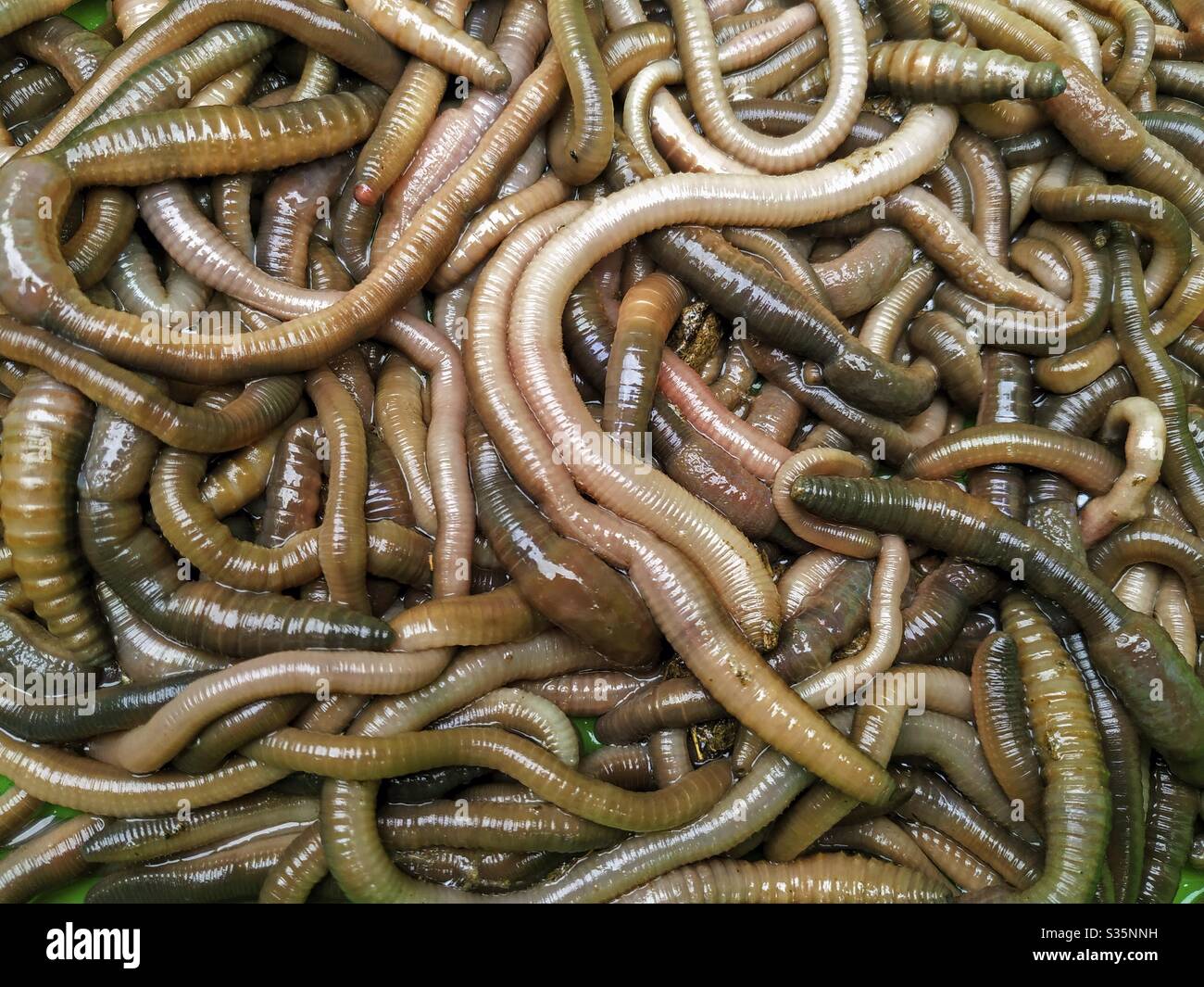 Segments earthworm hi-res stock photography and images - Alamy