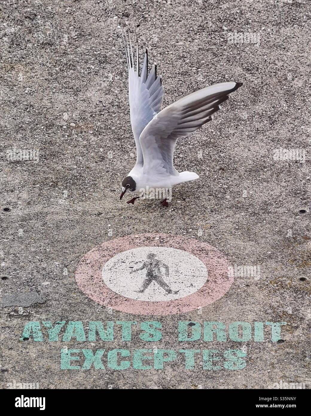 Black-headed gull descending on a sign "no unauthorized access” Stock ...