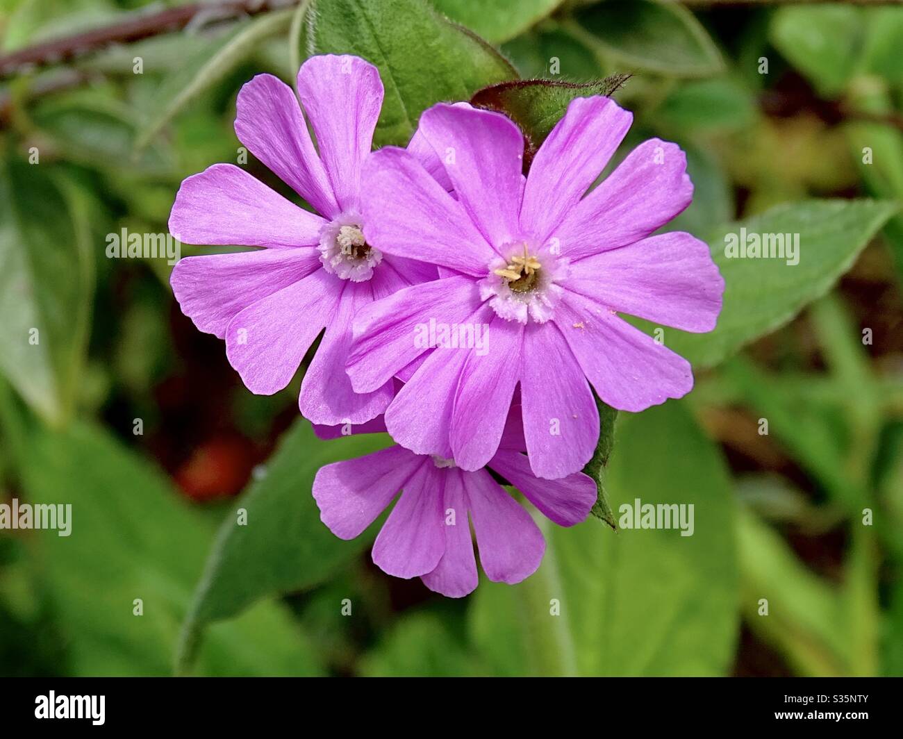 Pink wild flowers hi-res stock photography and images - Alamy