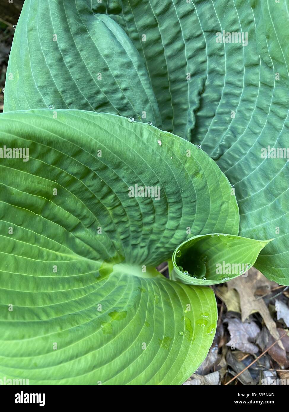 Petal plant hi-res stock photography and images - Alamy