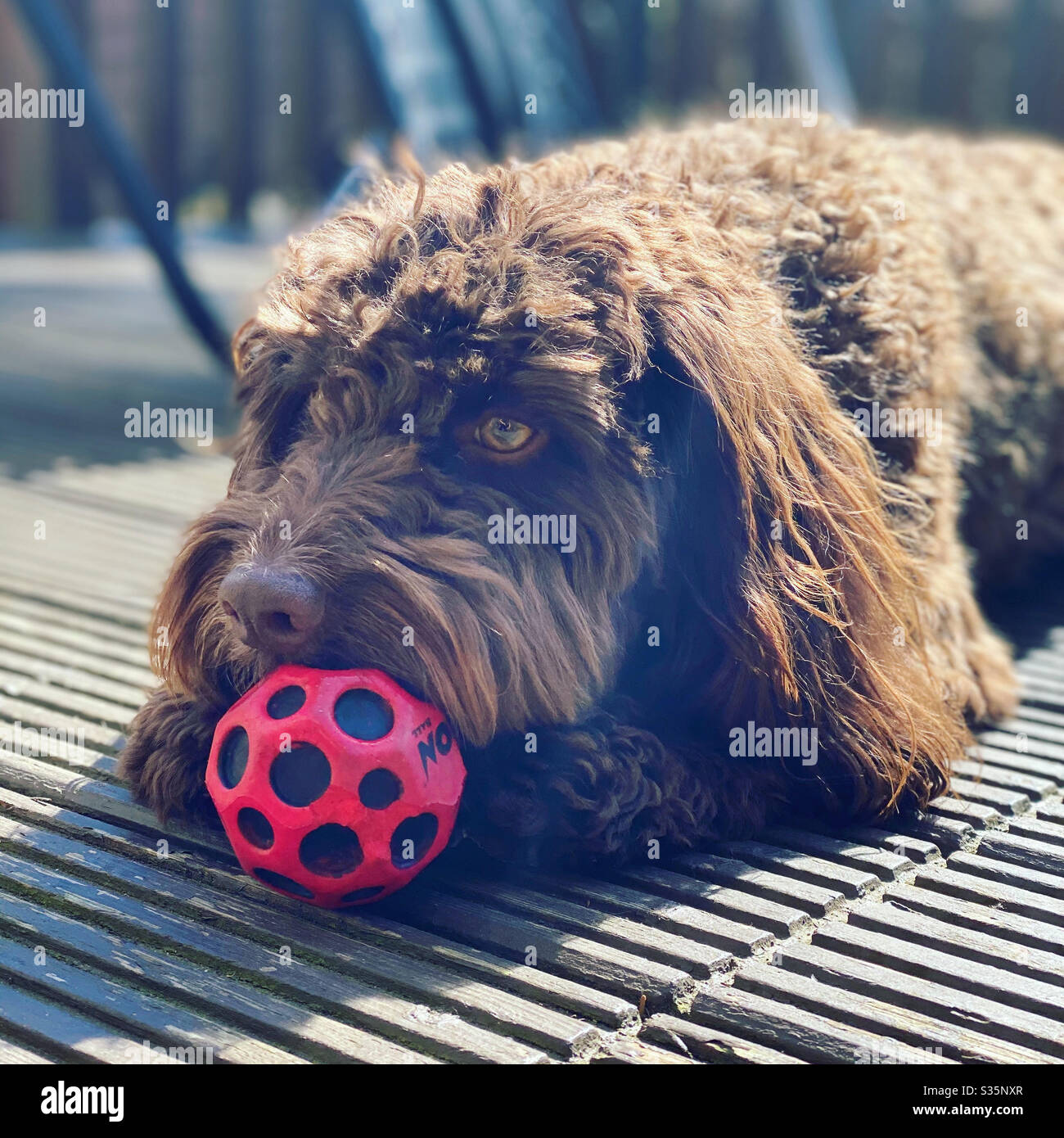 Ball and dog hi-res stock photography and images - Alamy