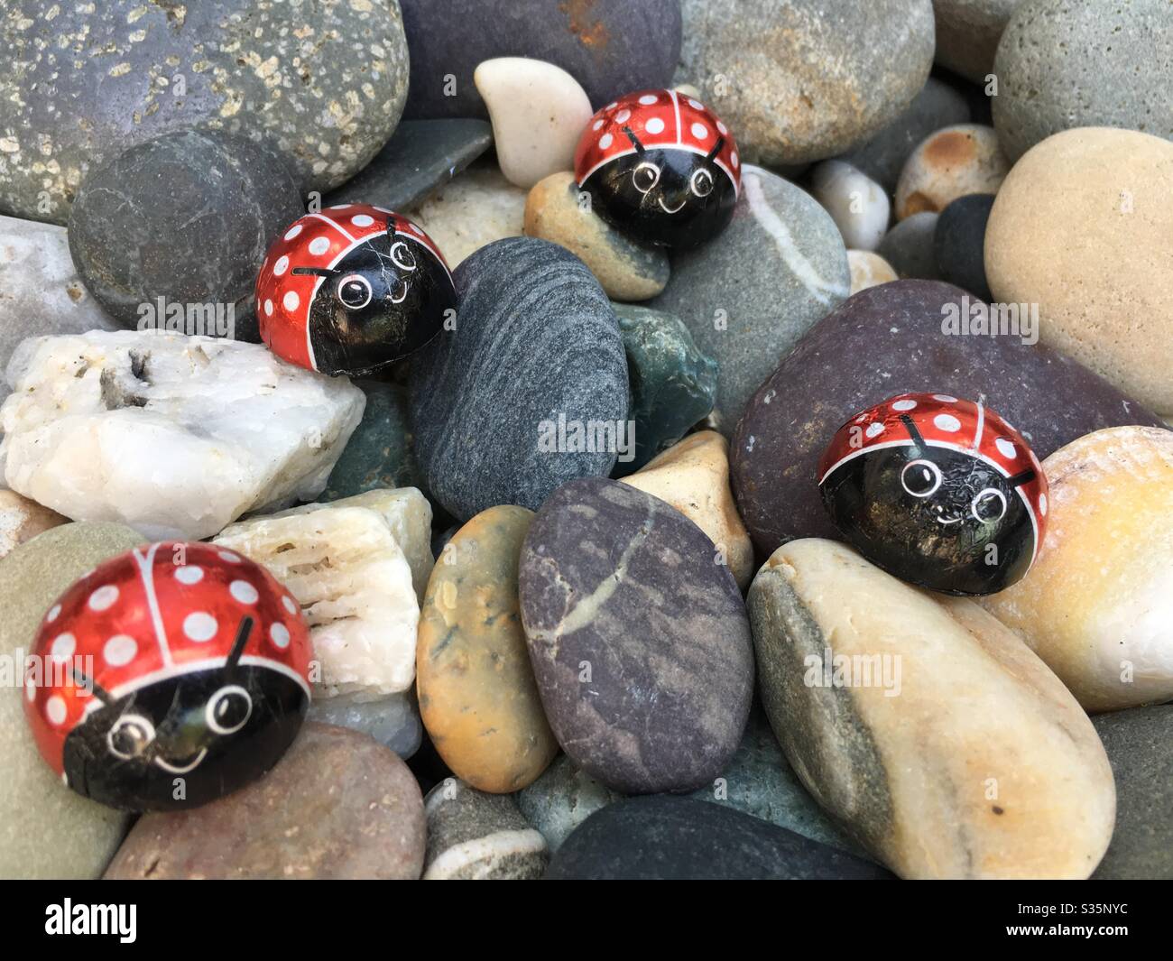 Ladybirds on the beach Stock Photo - Alamy