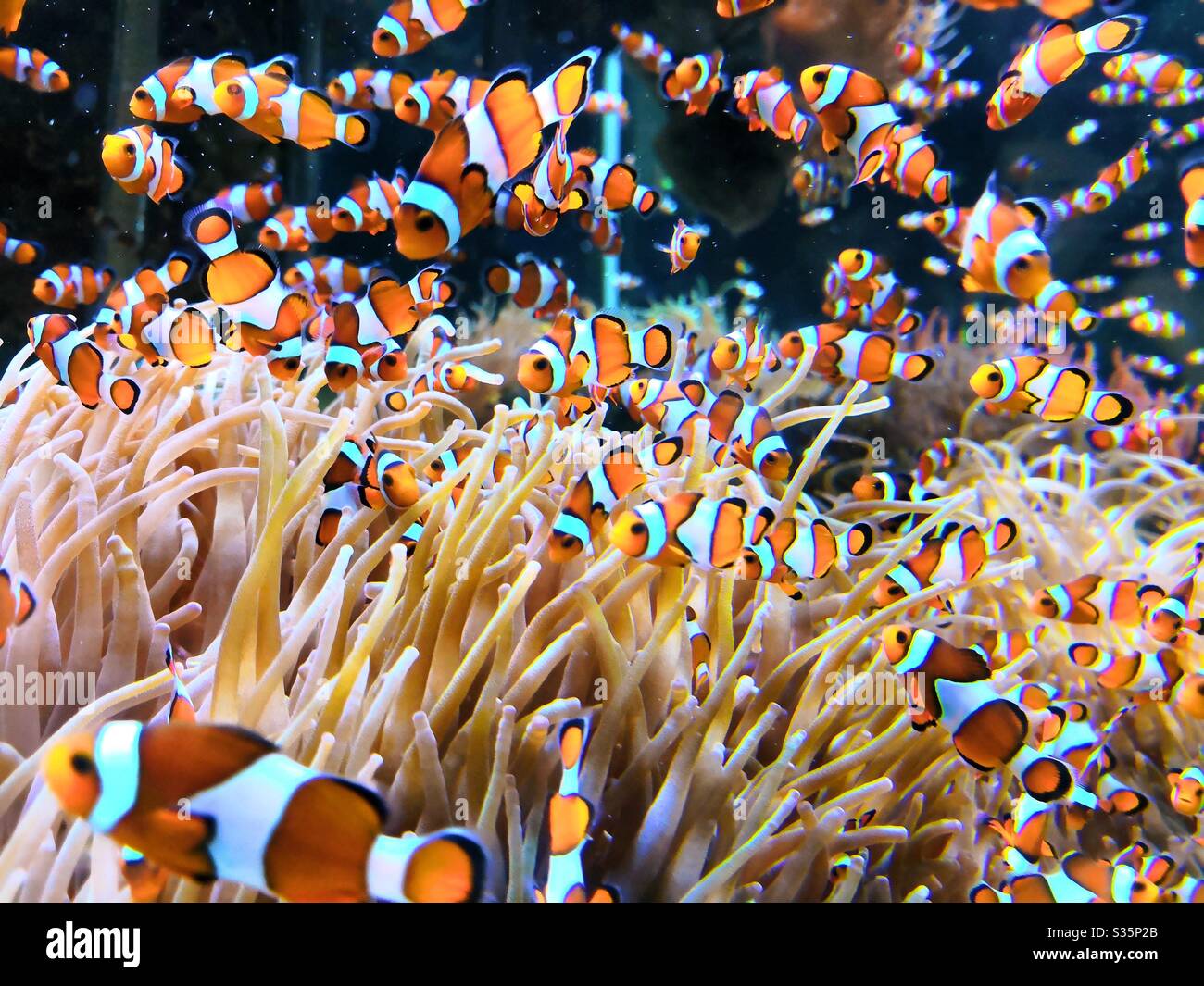 Clown fish swimming around sea anemones Stock Photo - Alamy