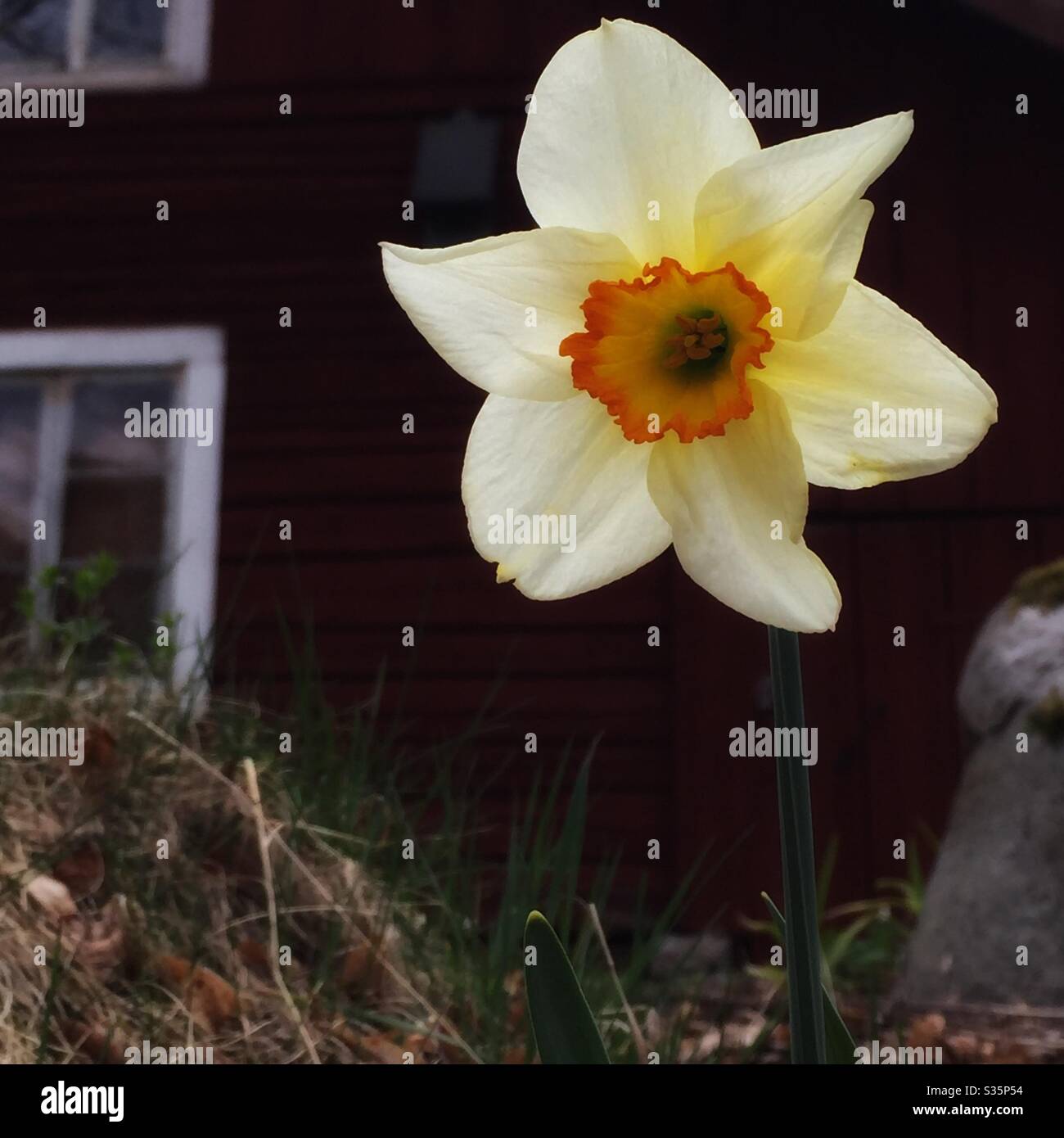 Close up of Narcissus poeticus also known as poet's daffodil, poet's ...